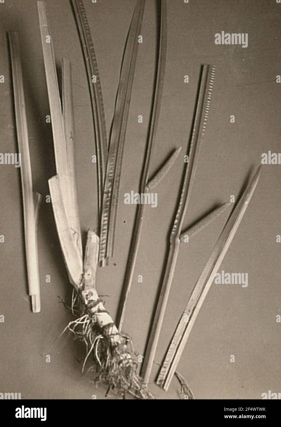 (Indian) Kalmus (Acorus Calamus Stock Photo - Alamy