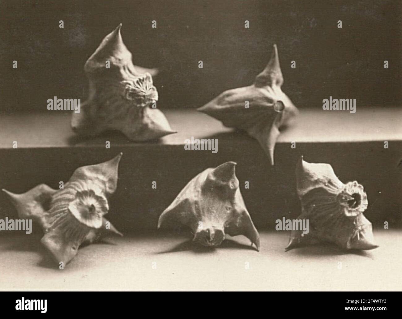 Water (Trapa Natan). fruit Stock Photo - Alamy