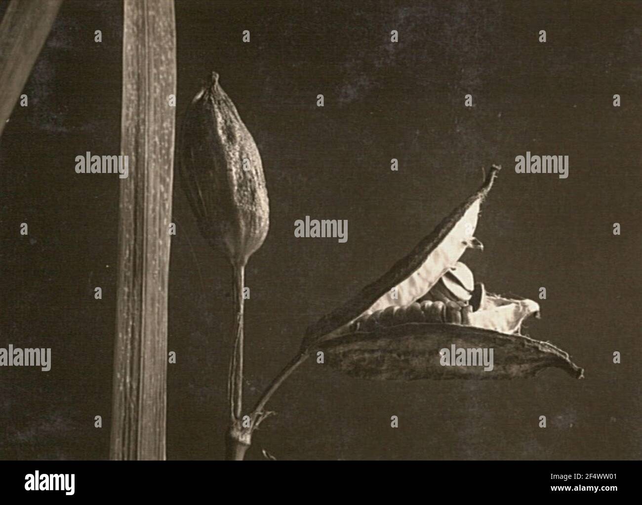 Swamp sword hi-res stock photography and images - Alamy