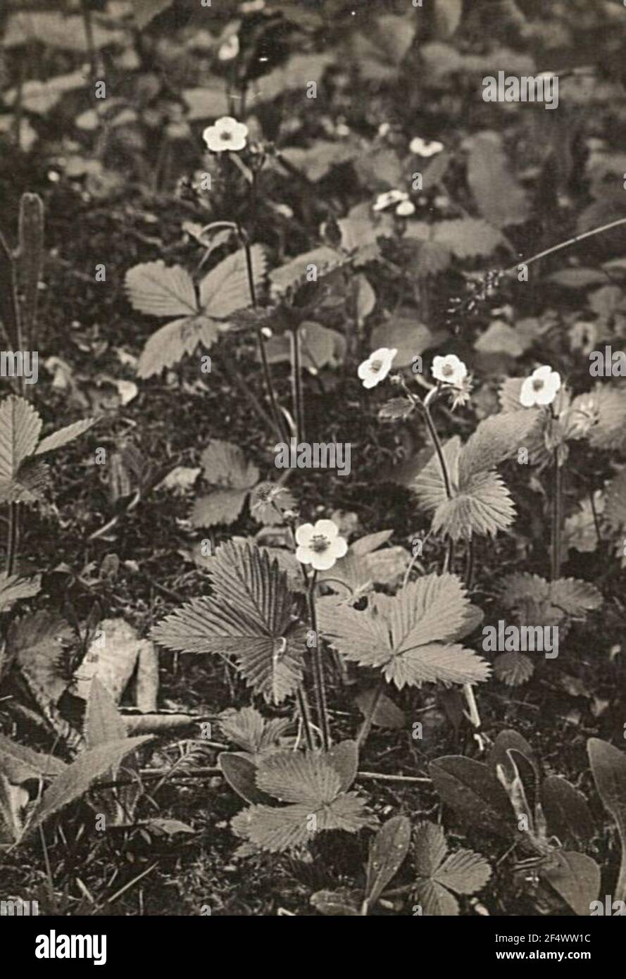 Forest Strawberry (Fragaria Vesca Stock Photo - Alamy