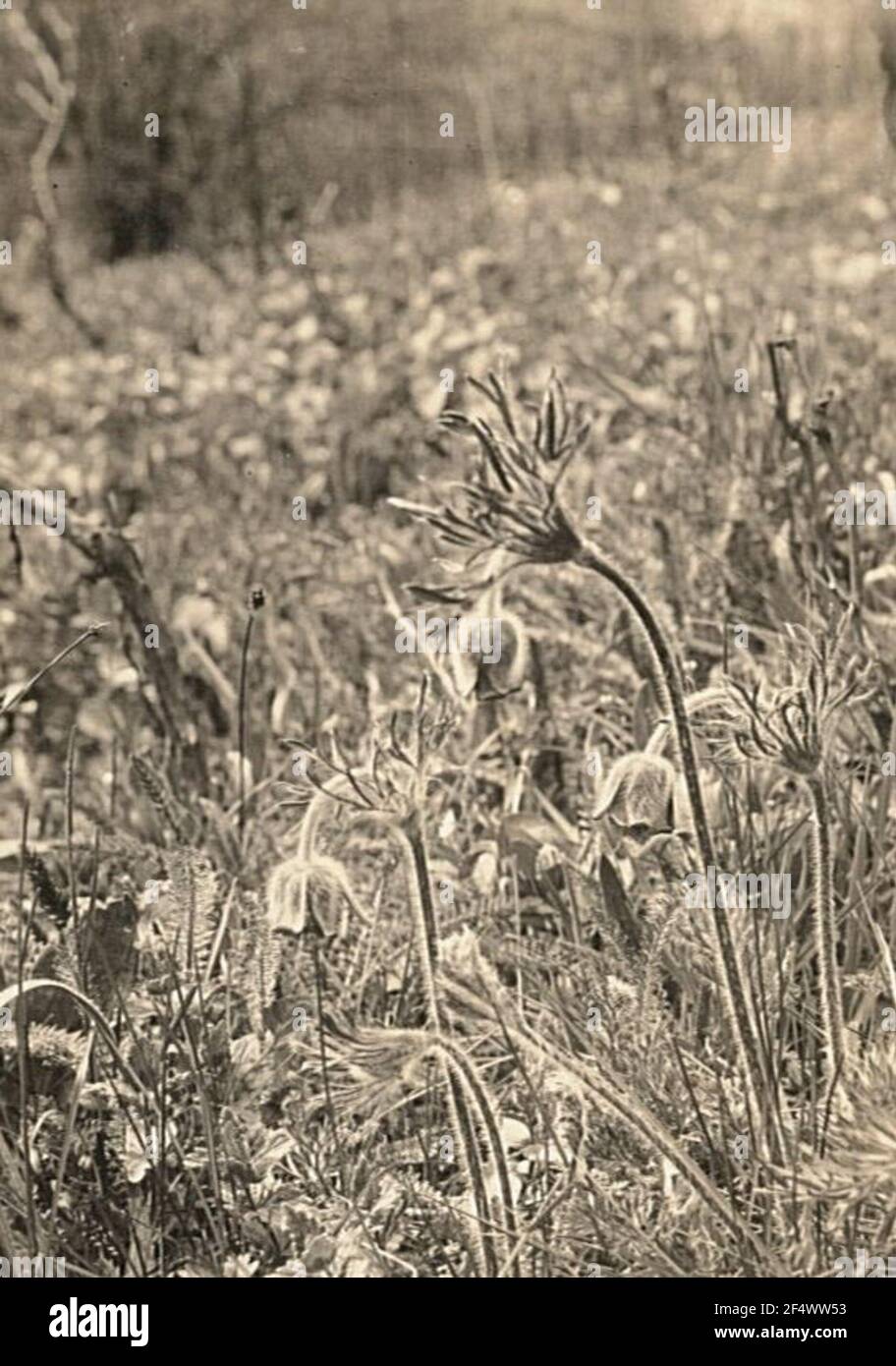 Cow chief hi-res stock photography and images - Alamy