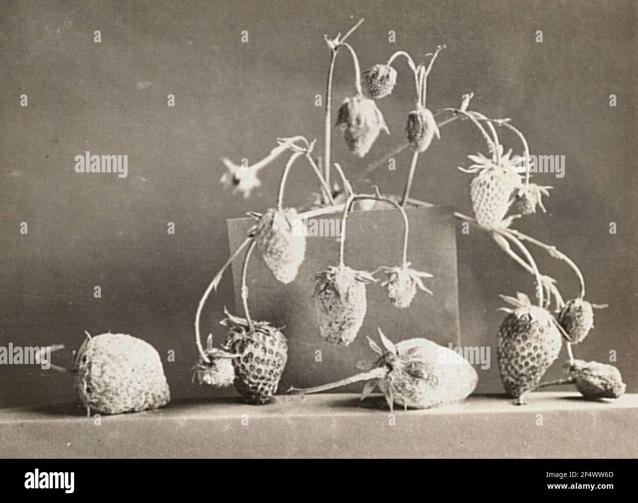 Destruction of strawberry fruits by gray skins (Botrytis Cinerea, Syn ...