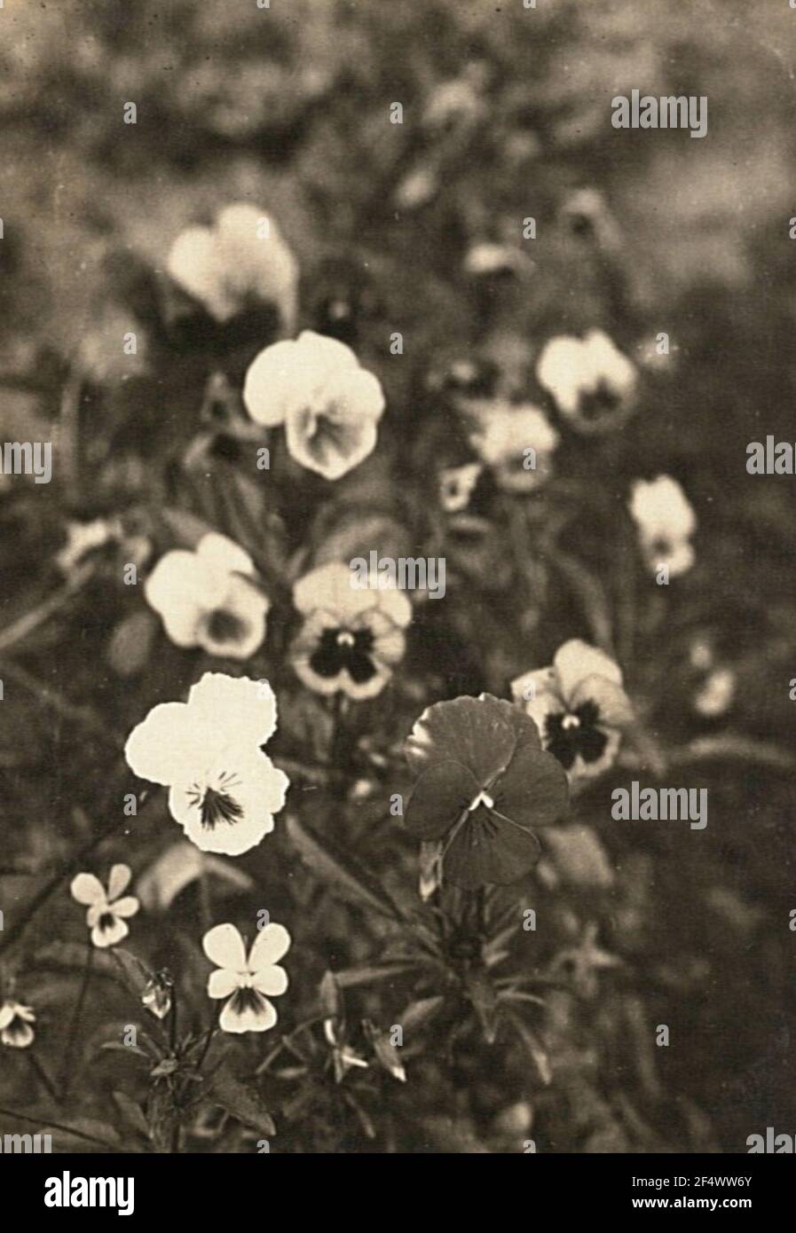 Wild pansies (Viola tricolor) in comparison with cultural stalls Stock ...