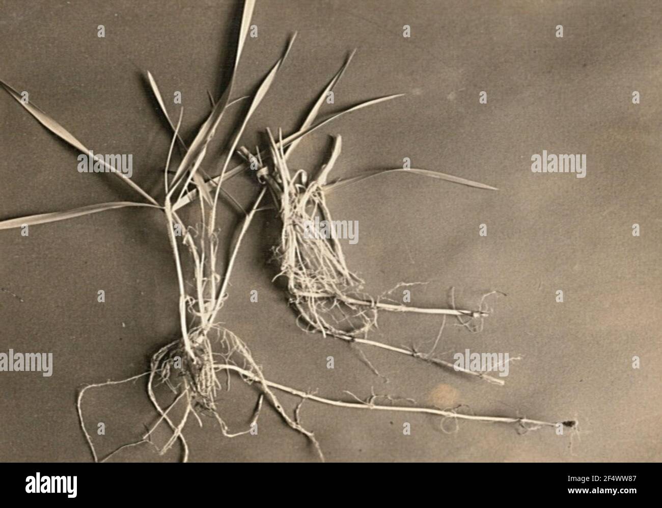 Quecke hi-res stock photography and images - Alamy