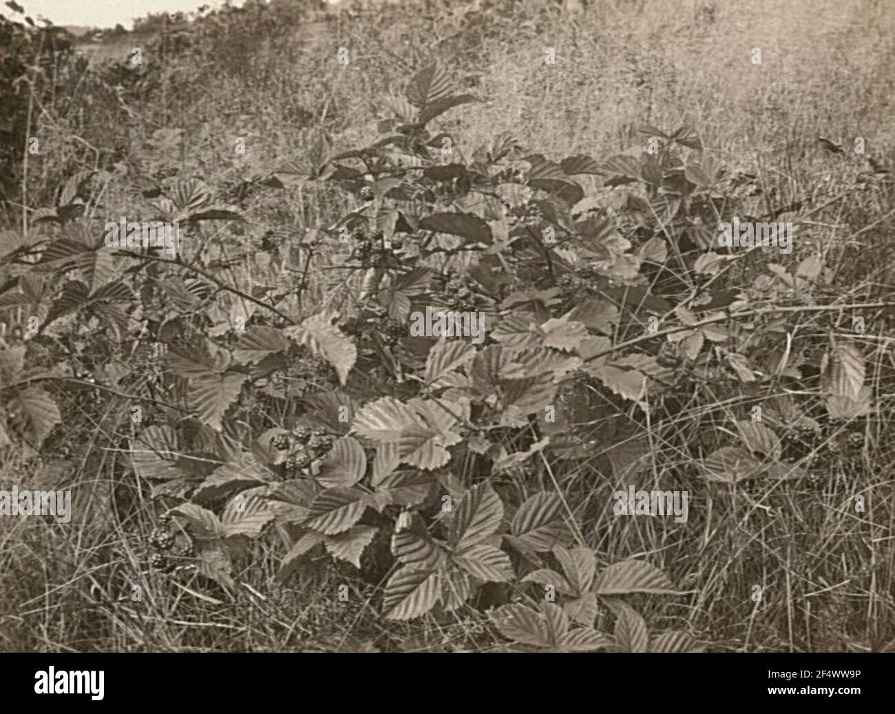 Rubus plicatus hi-res stock photography and images - Alamy