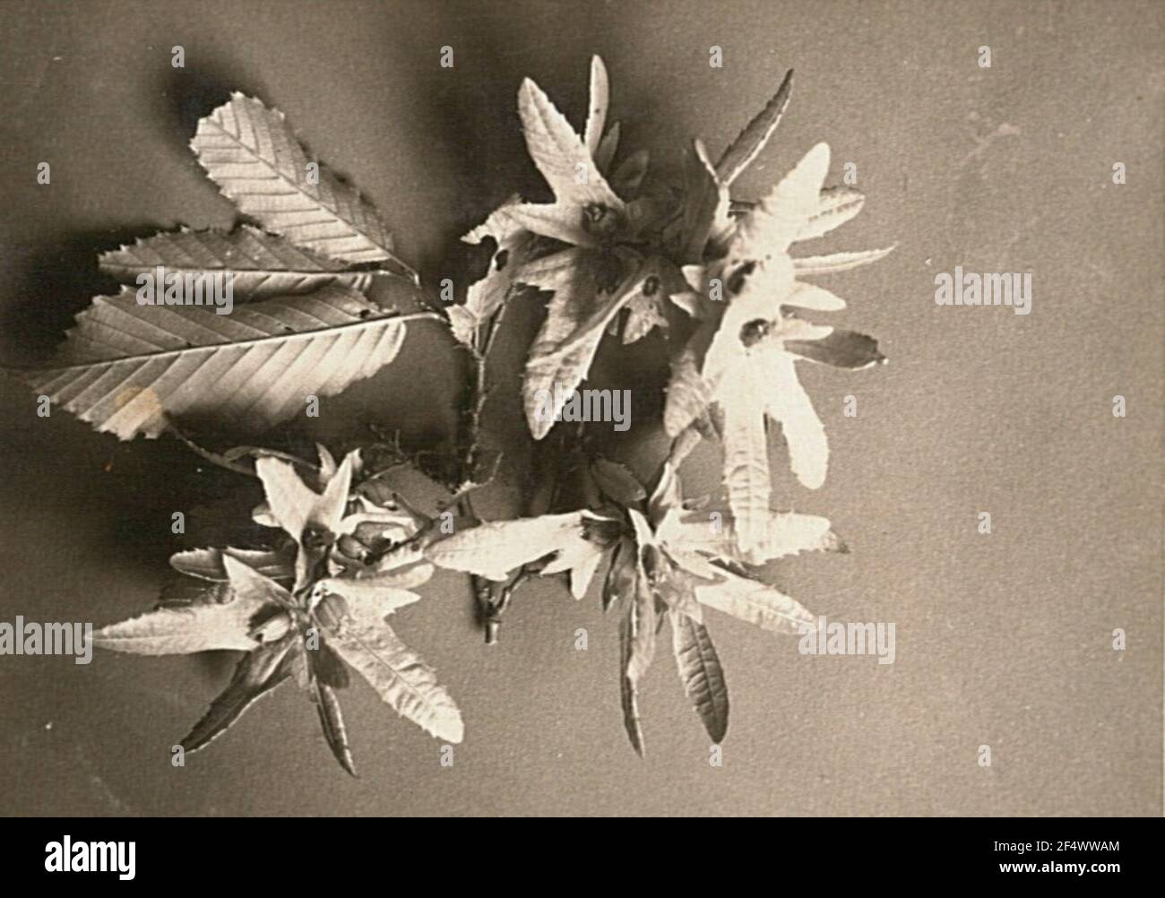 Carpinus betulus fruit hi-res stock photography and images - Alamy