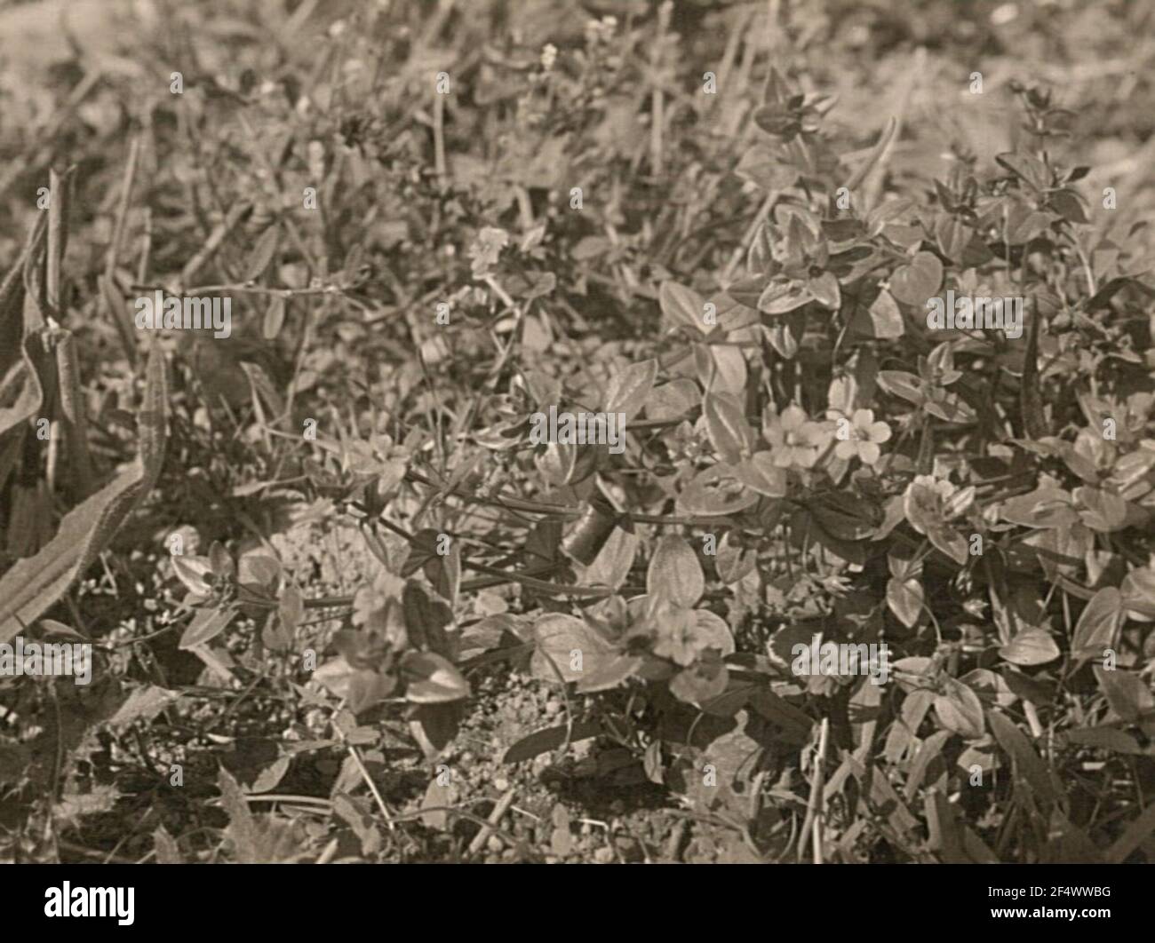 Gax hi-res stock photography and images - Alamy