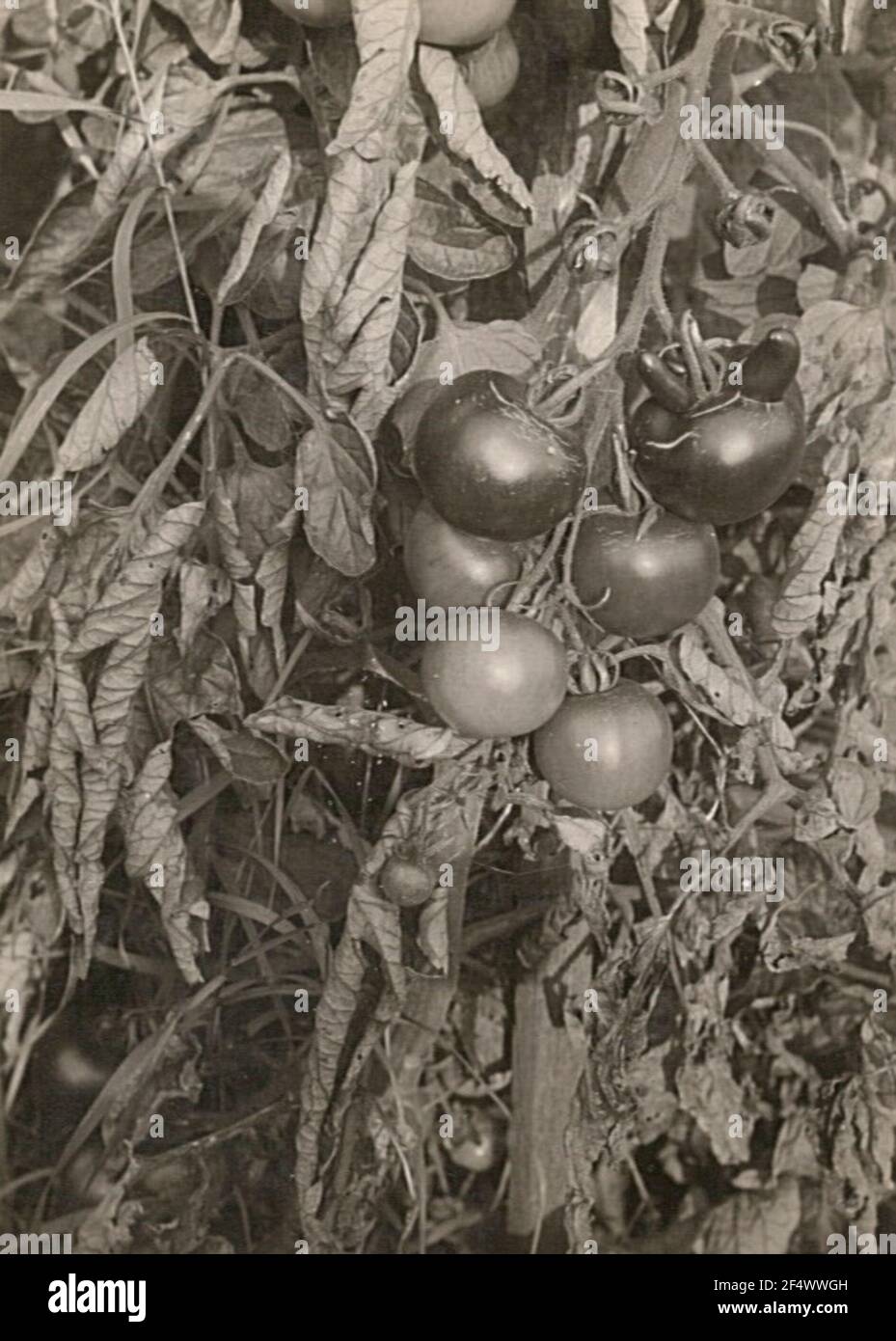 Tomato (Solanum Lycopersicum) in fruit Stock Photo - Alamy