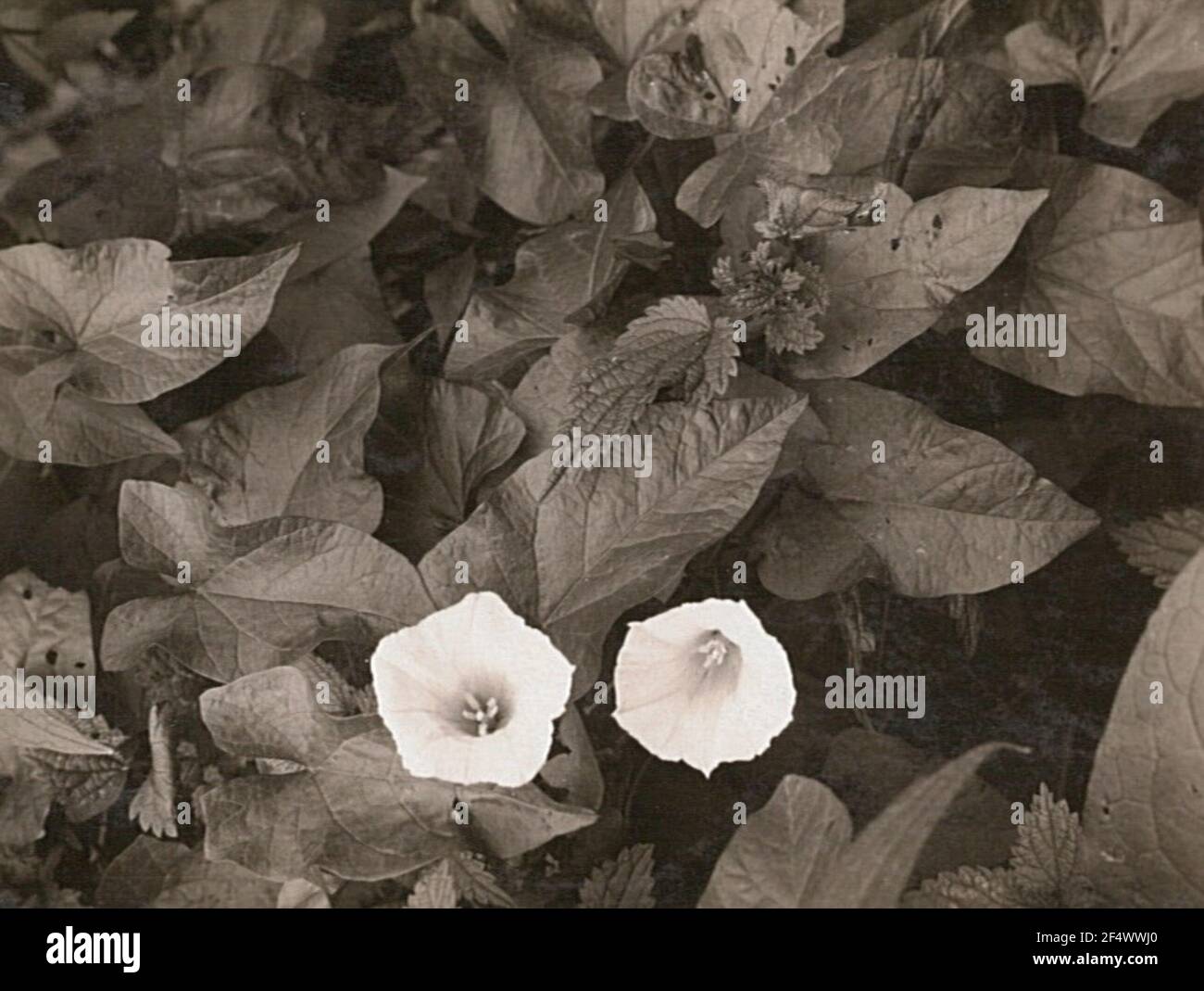 Echte Zaunwinde (Calystegia sepium, Syn.: Convolvulus sepium Stock ...