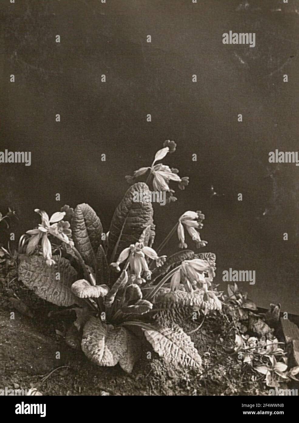 Real key flower hi-res stock photography and images - Alamy