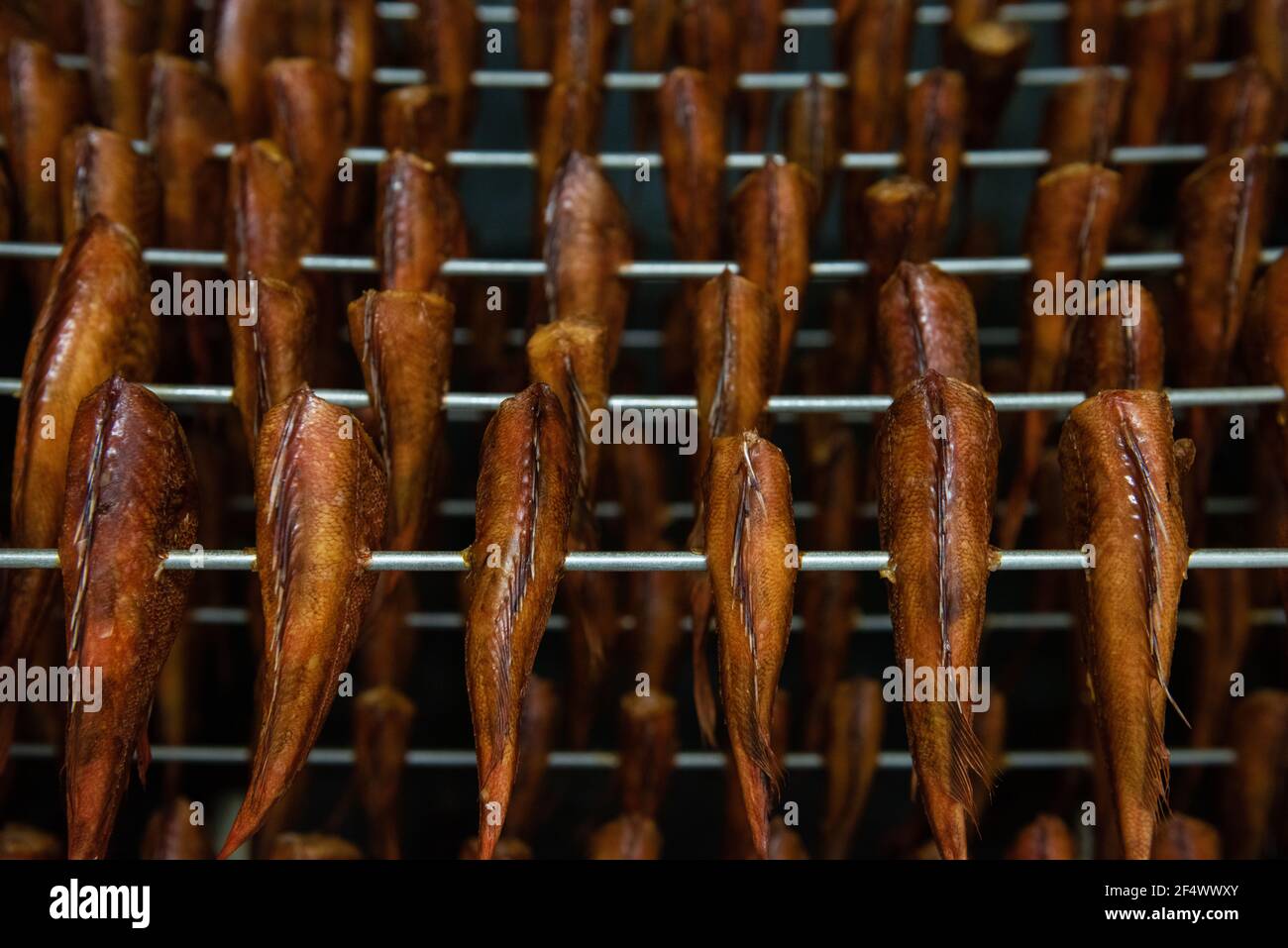 Smoking sea bass fish in smokehouse box-smoked fish production concept ...