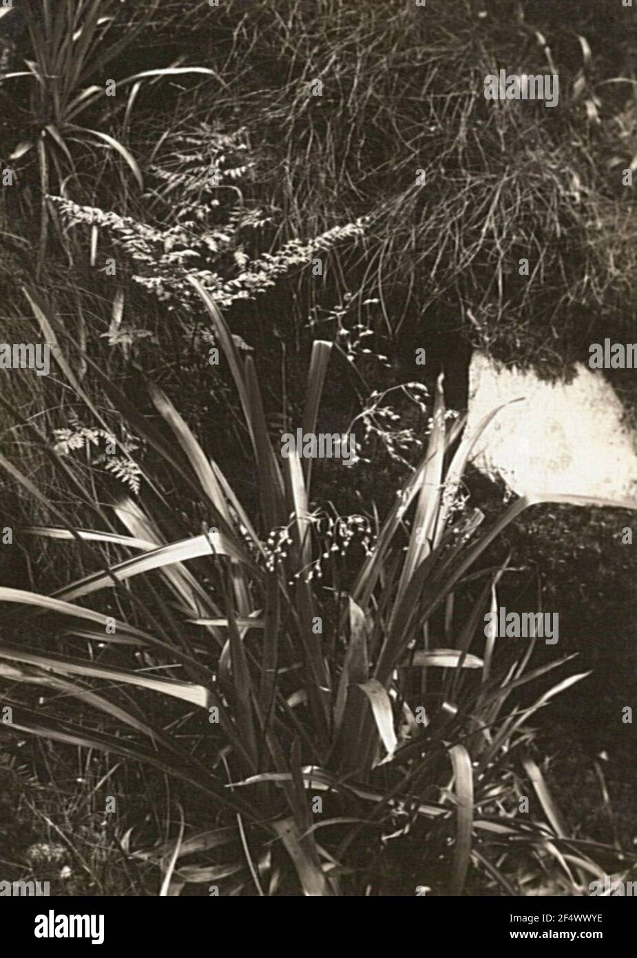 Wald-Simse (Scirpus sylvaticus Stock Photo - Alamy