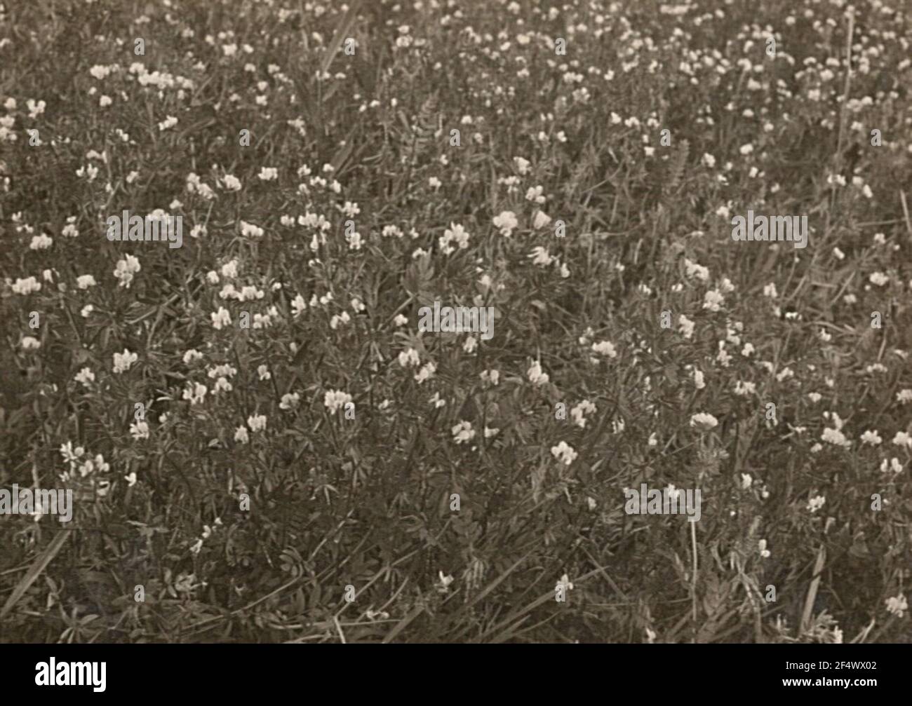 Ornithopus sativus hi-res stock photography and images - Alamy