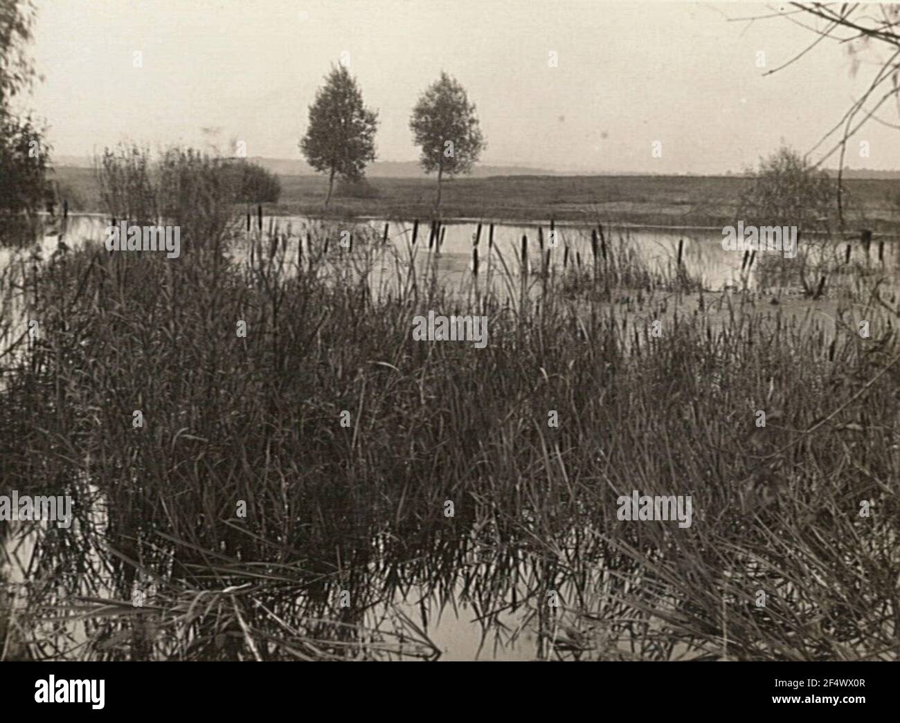 Typha latifolia illustration hi-res stock photography and images - Alamy