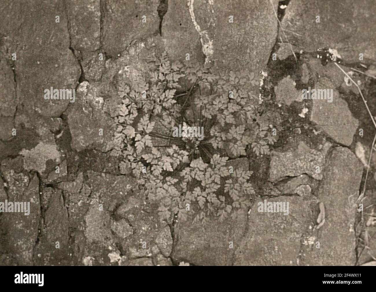 Stork mosaic hi-res stock photography and images - Alamy