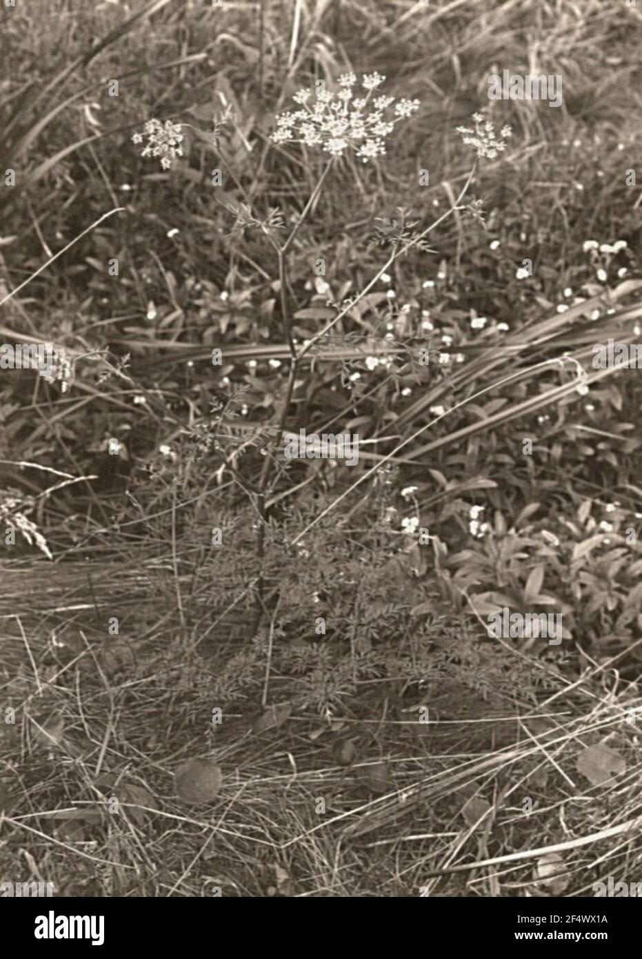 Swamp Hair Strand (Peucedanum Palustre Stock Photo - Alamy