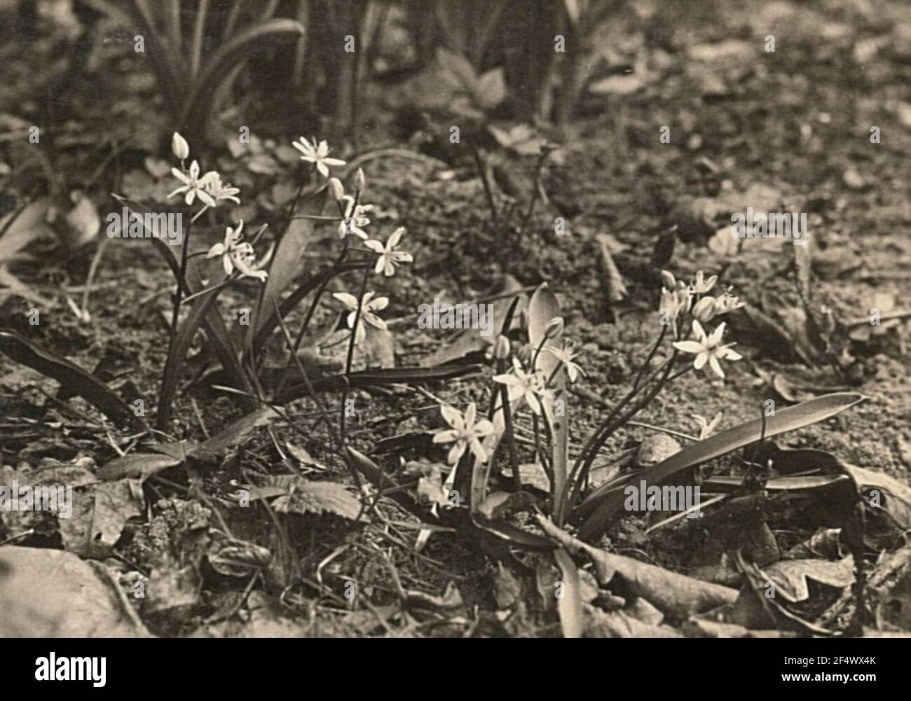 Bluegen hi-res stock photography and images - Alamy