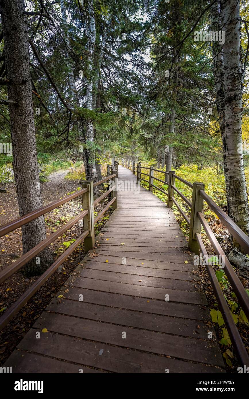 Wood trail in the deep woods of Gooseberry Falls State Park in ...