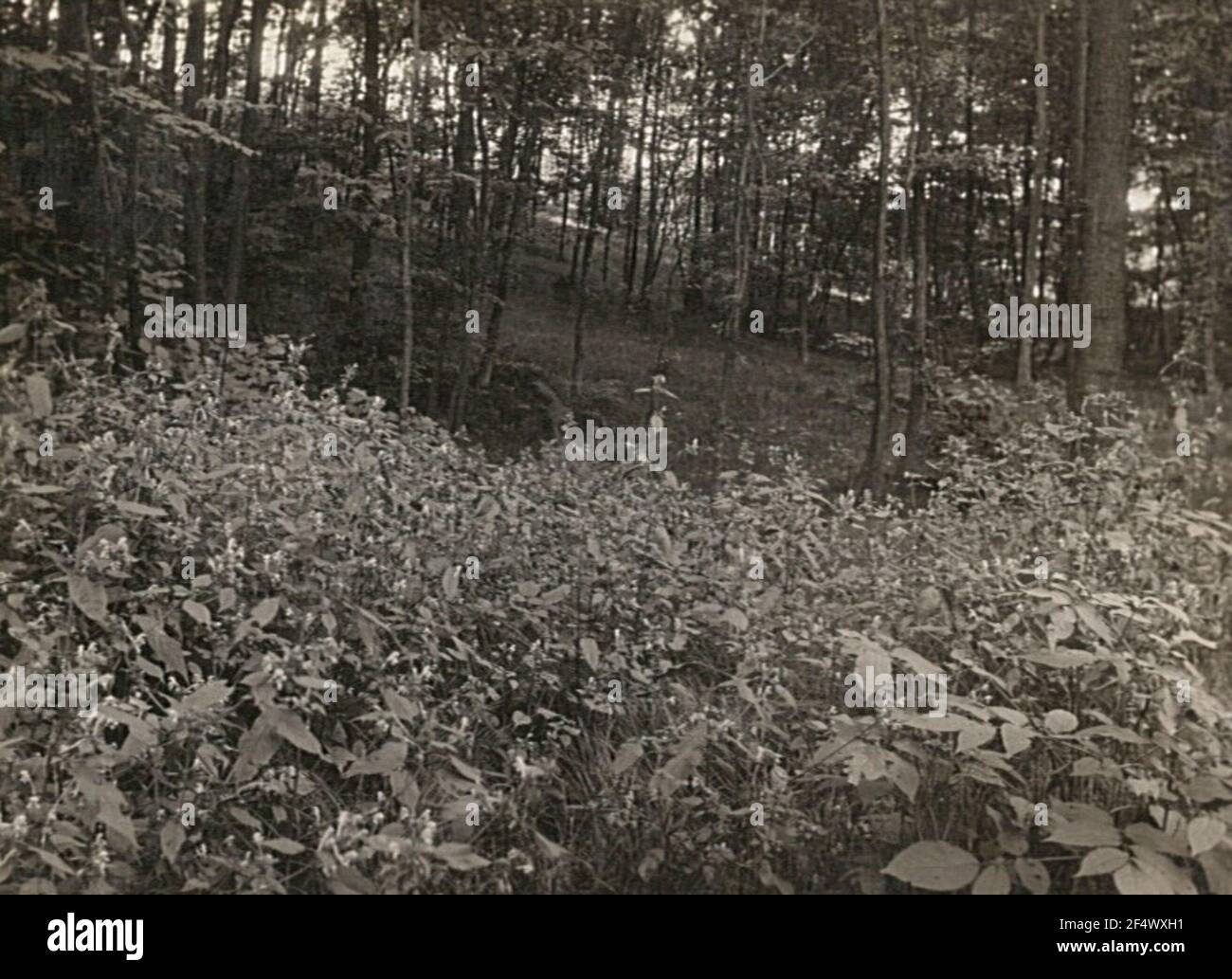 Hollow tooth hi-res stock photography and images - Alamy