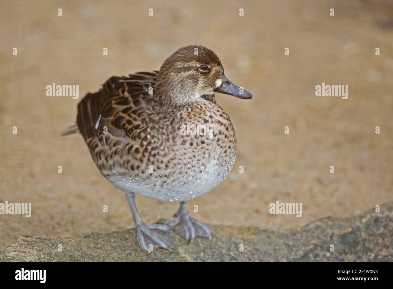 A Female Baikal Teal, Anas formosa Stock Photo - Alamy