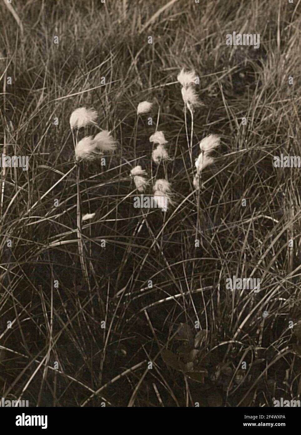 Narrow leaf wool grass (Eriophorum Angustifolium Stock Photo - Alamy