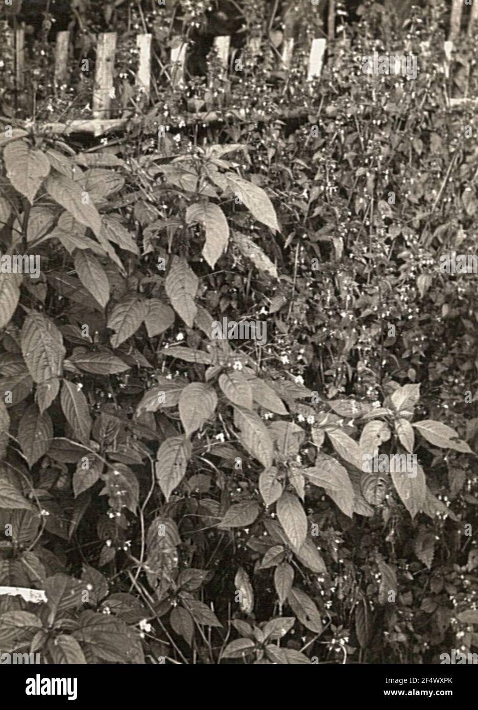 Small springboard (impatiens parviflora Stock Photo - Alamy