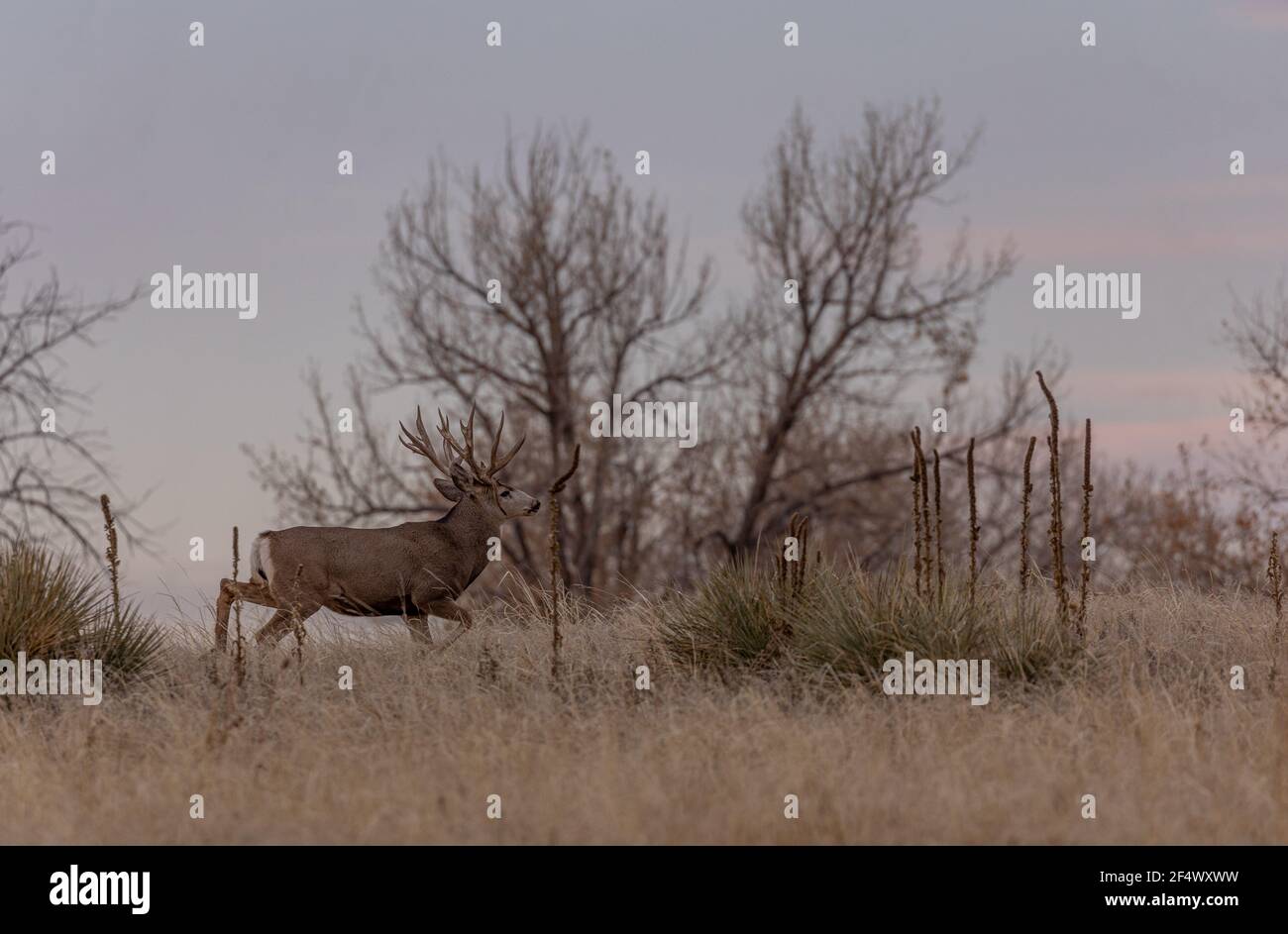 Mule Deer Buck During the Rut in Colorado in Autumn Stock Photo - Alamy