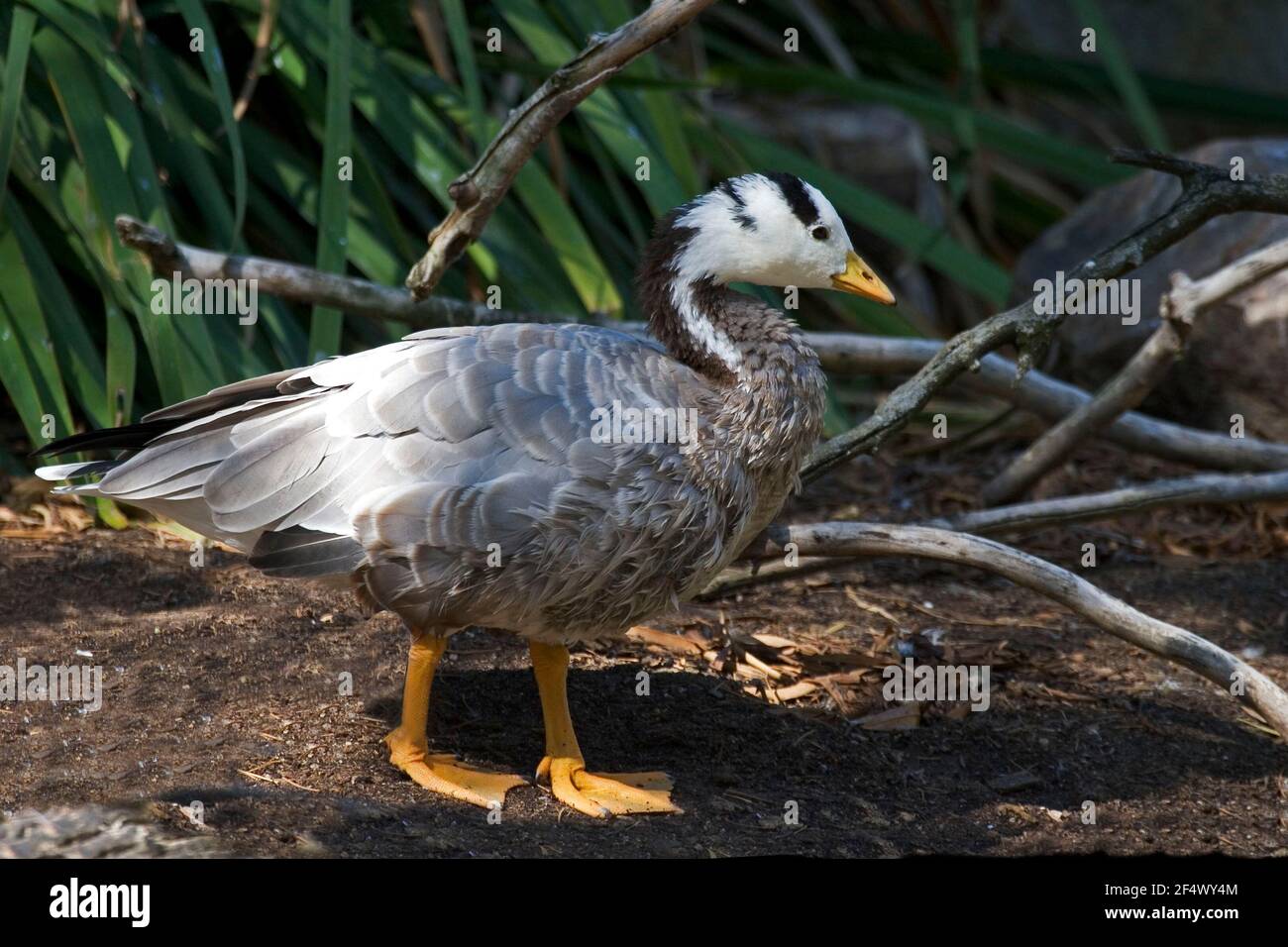 Blue goose bar hi-res stock photography and images - Alamy