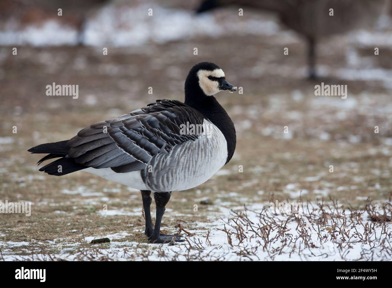 Common goose barnacle hi-res stock photography and images - Alamy