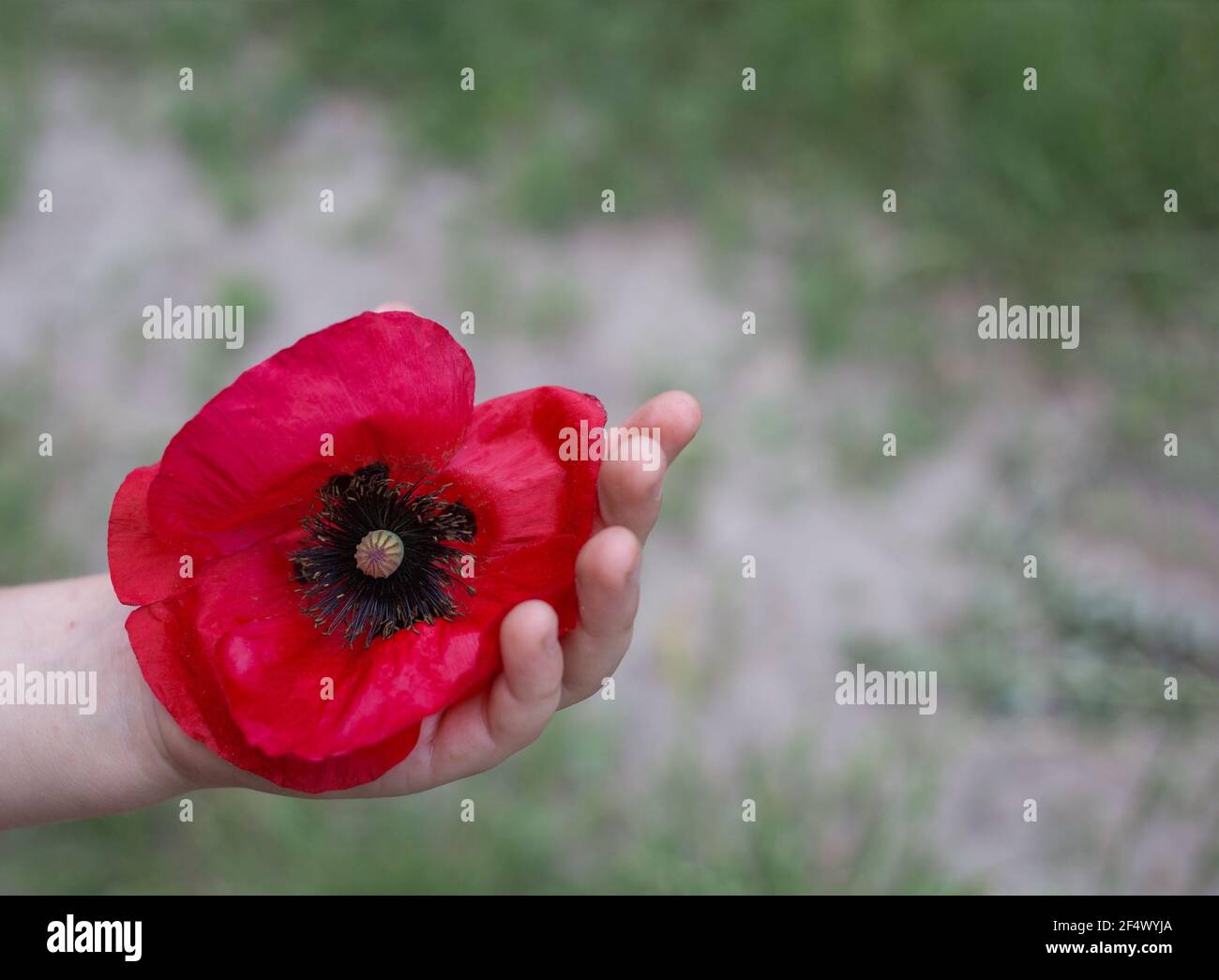 Ww2 poppy fields hi-res stock photography and images - Alamy