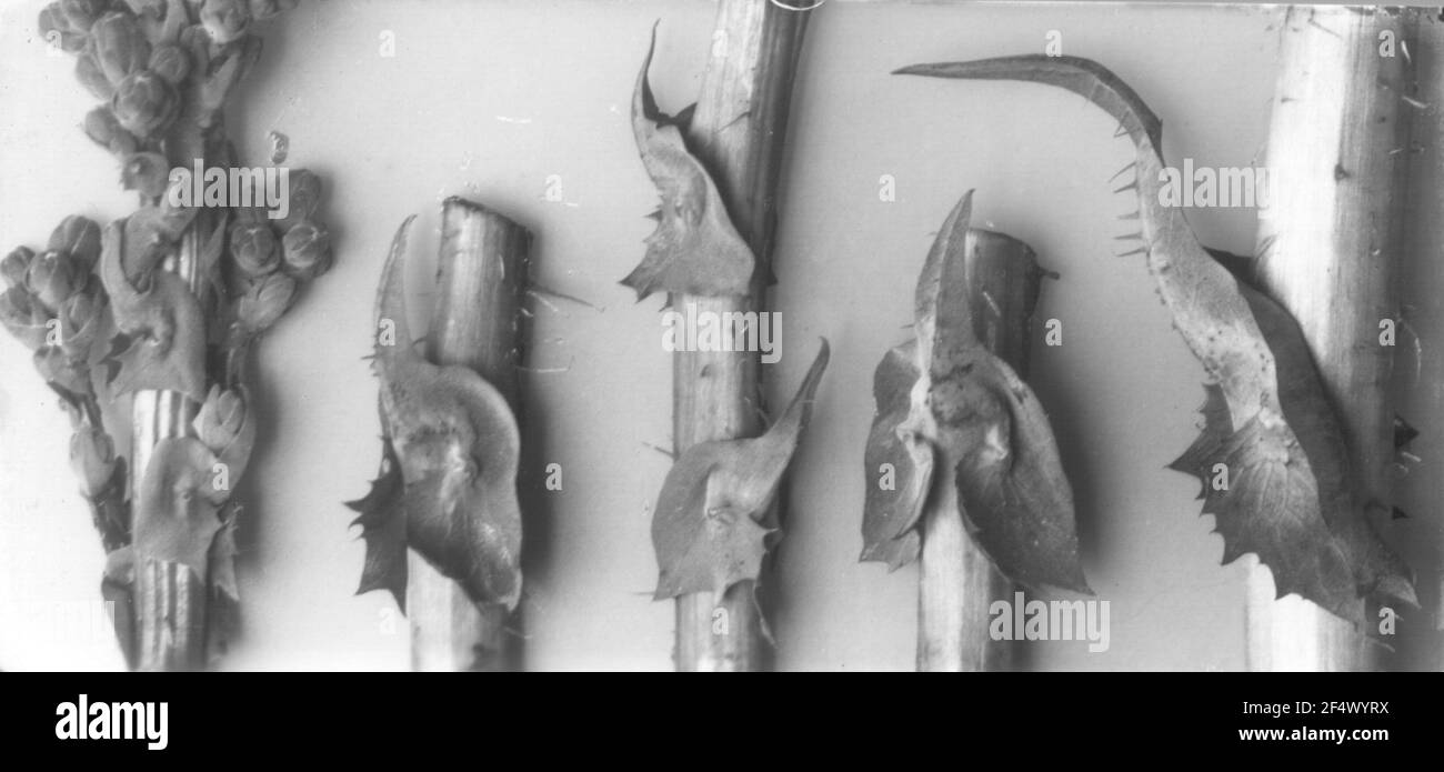 Marianum Black and White Stock Photos & Images - Alamy