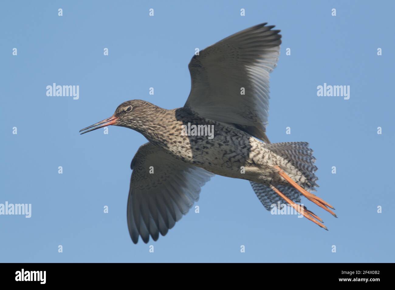 Redshanks flight hi-res stock photography and images - Alamy