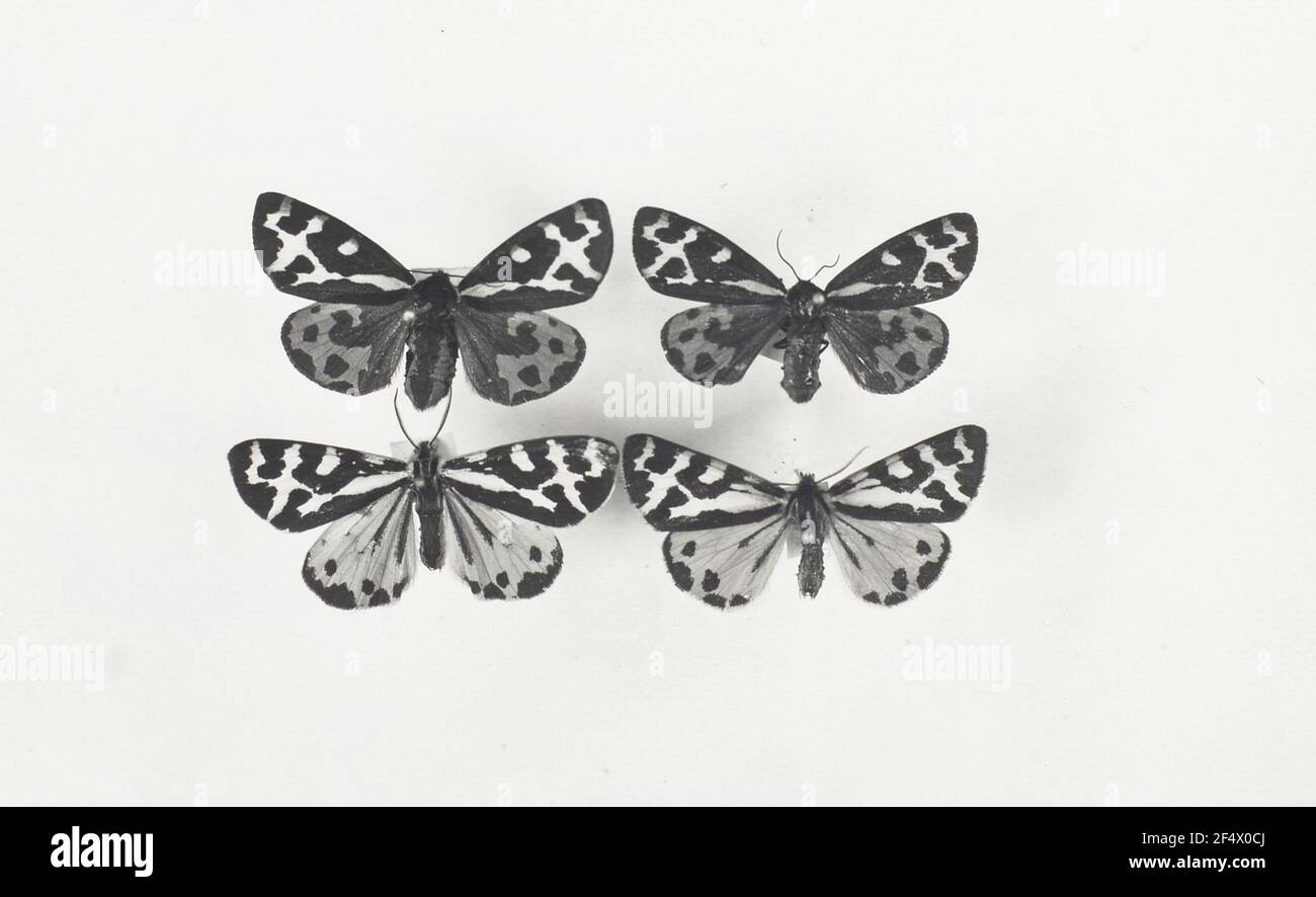 Four butterflies hi-res stock photography and images - Alamy