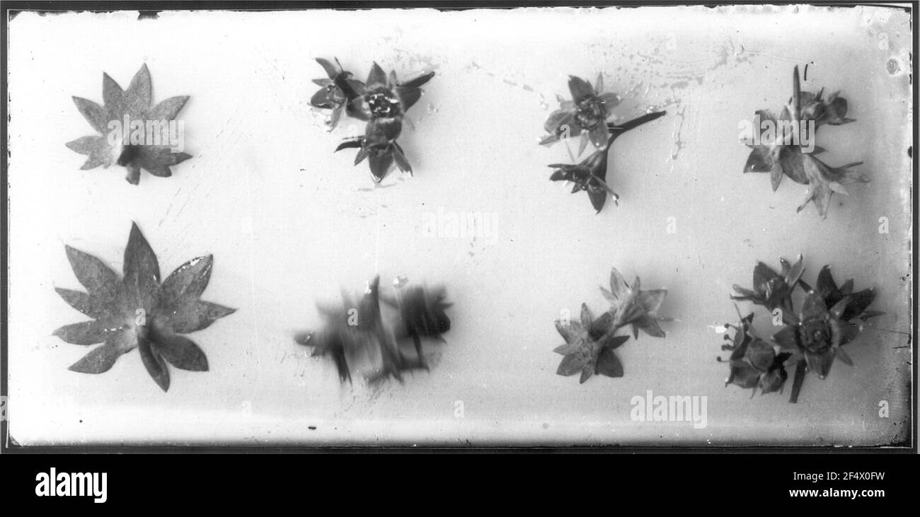 Plant reproductive cycle Black and White Stock Photos & Images - Alamy