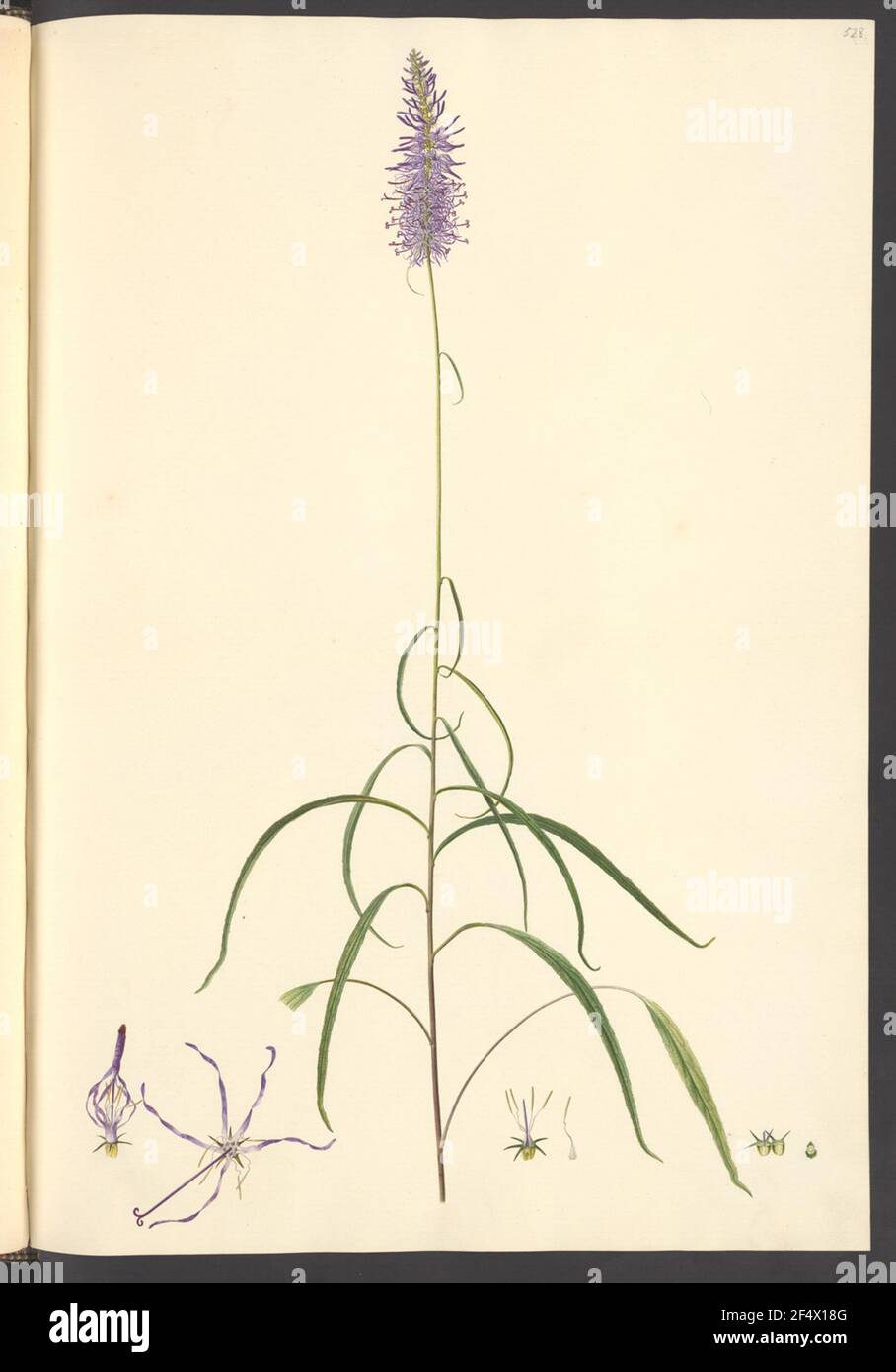 Phytuma Scorzonerifolia, Sheet 528 Stock Photo - Alamy