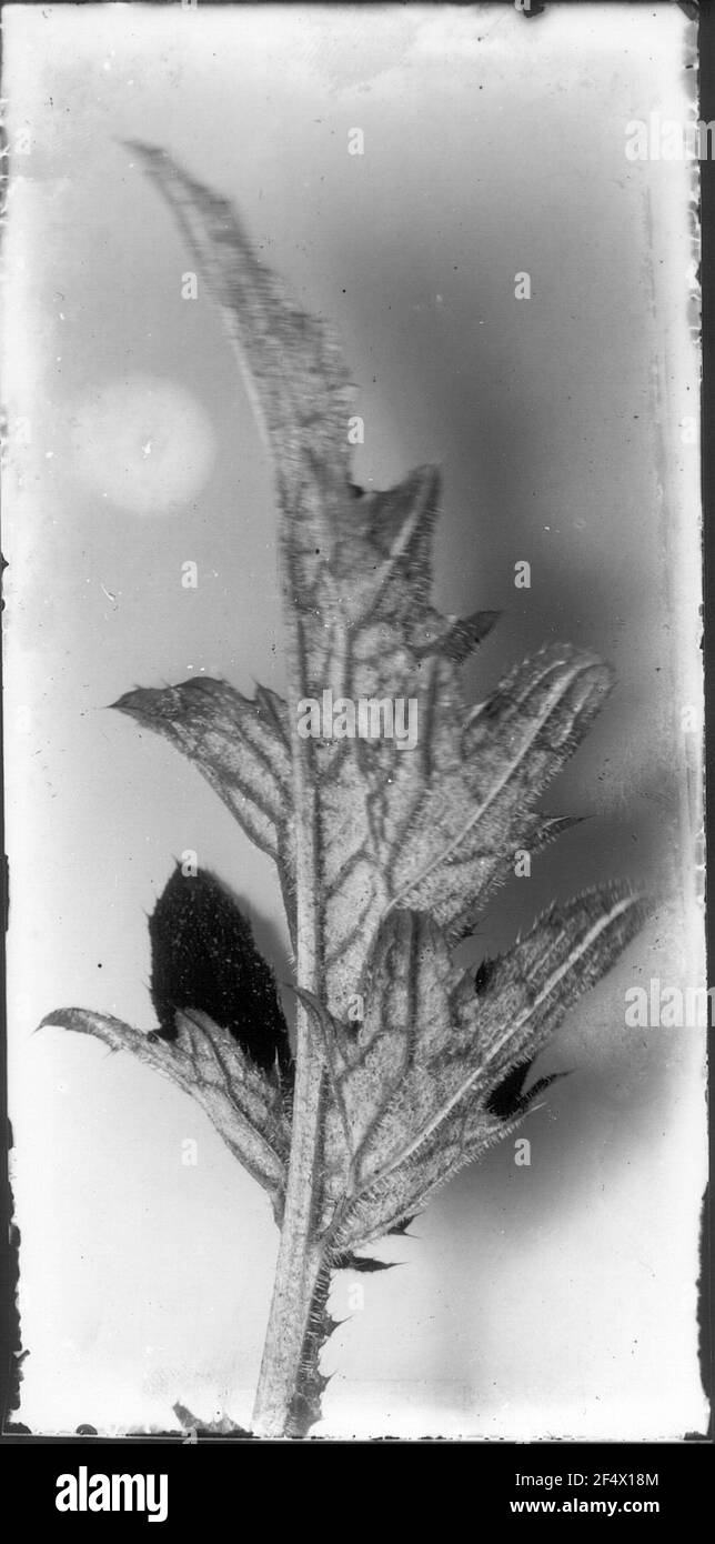 Detailed leaf patterns hi-res stock photography and images - Alamy