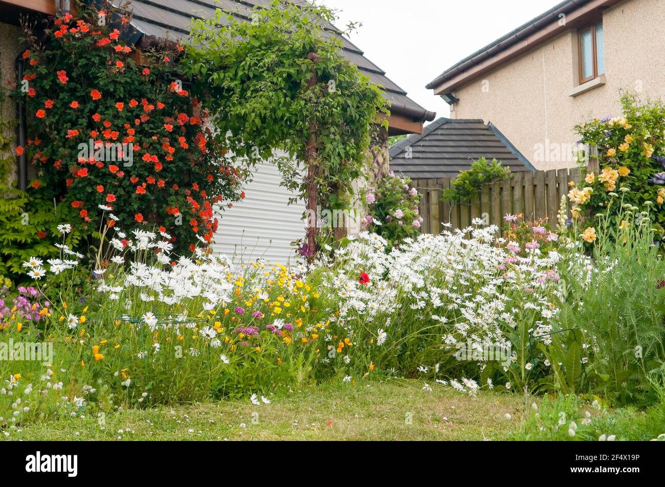 Pretty urban private residential cottage garden close up view of lawn ...