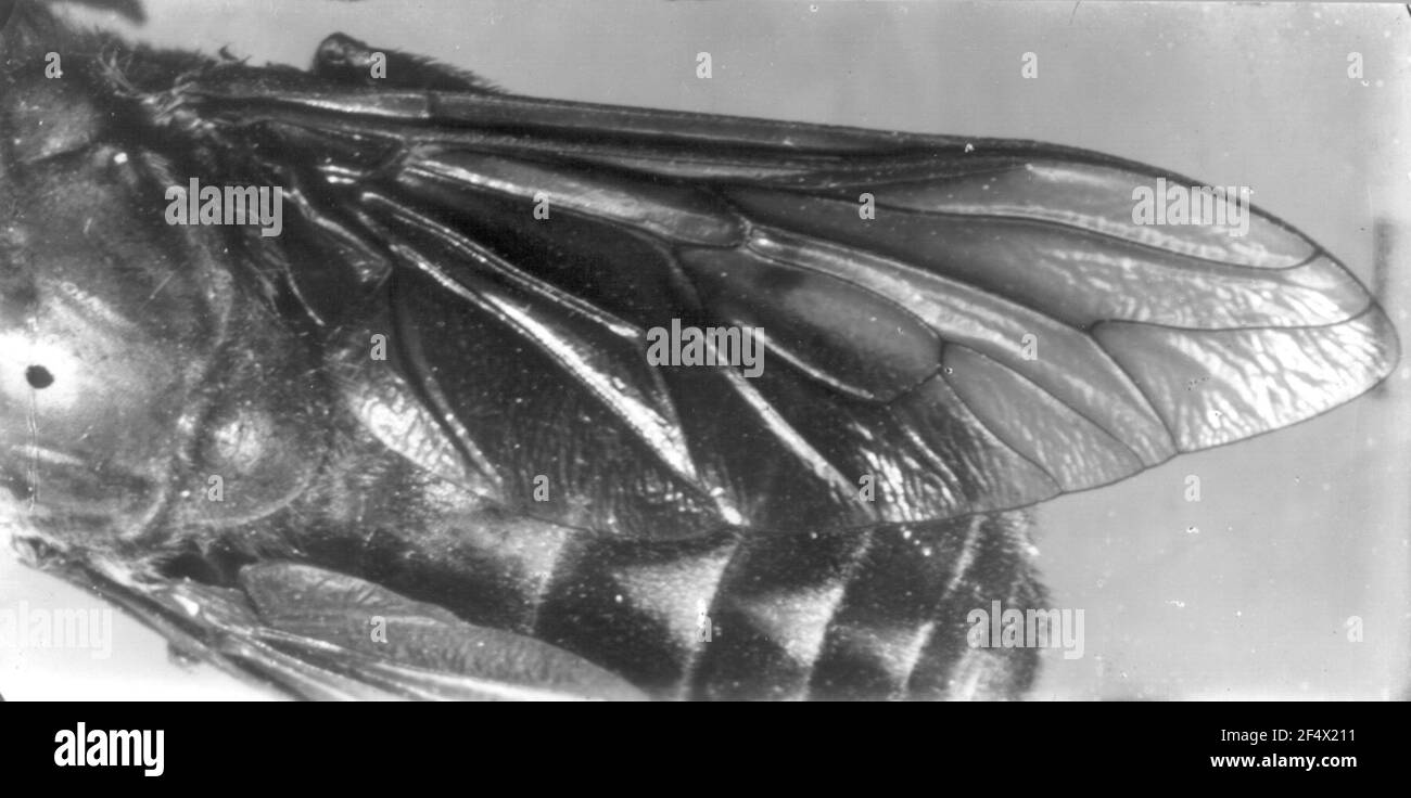 Brake, fly (Tabanidae), backplate, abdomen and a wing Stock Photo - Alamy