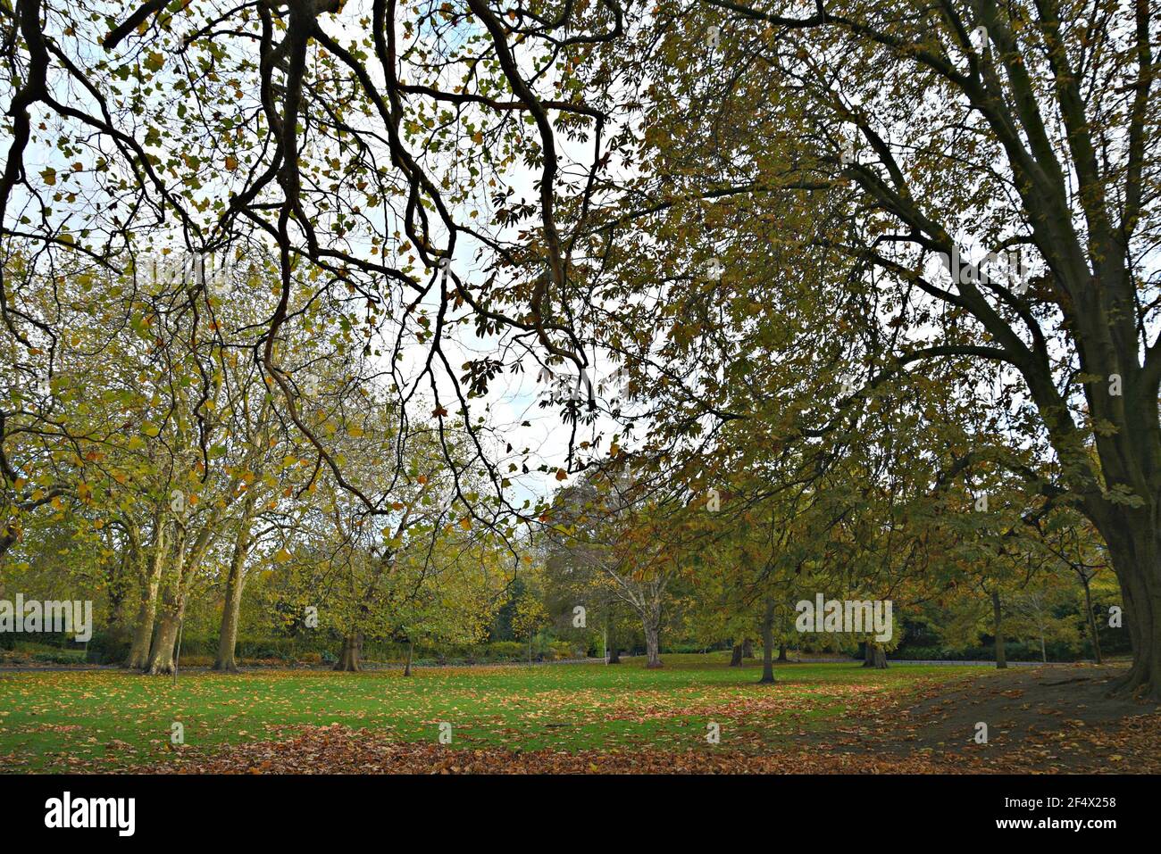 Autumn landscape at Phoenix Park in Dublin, Ireland Stock Photo - Alamy