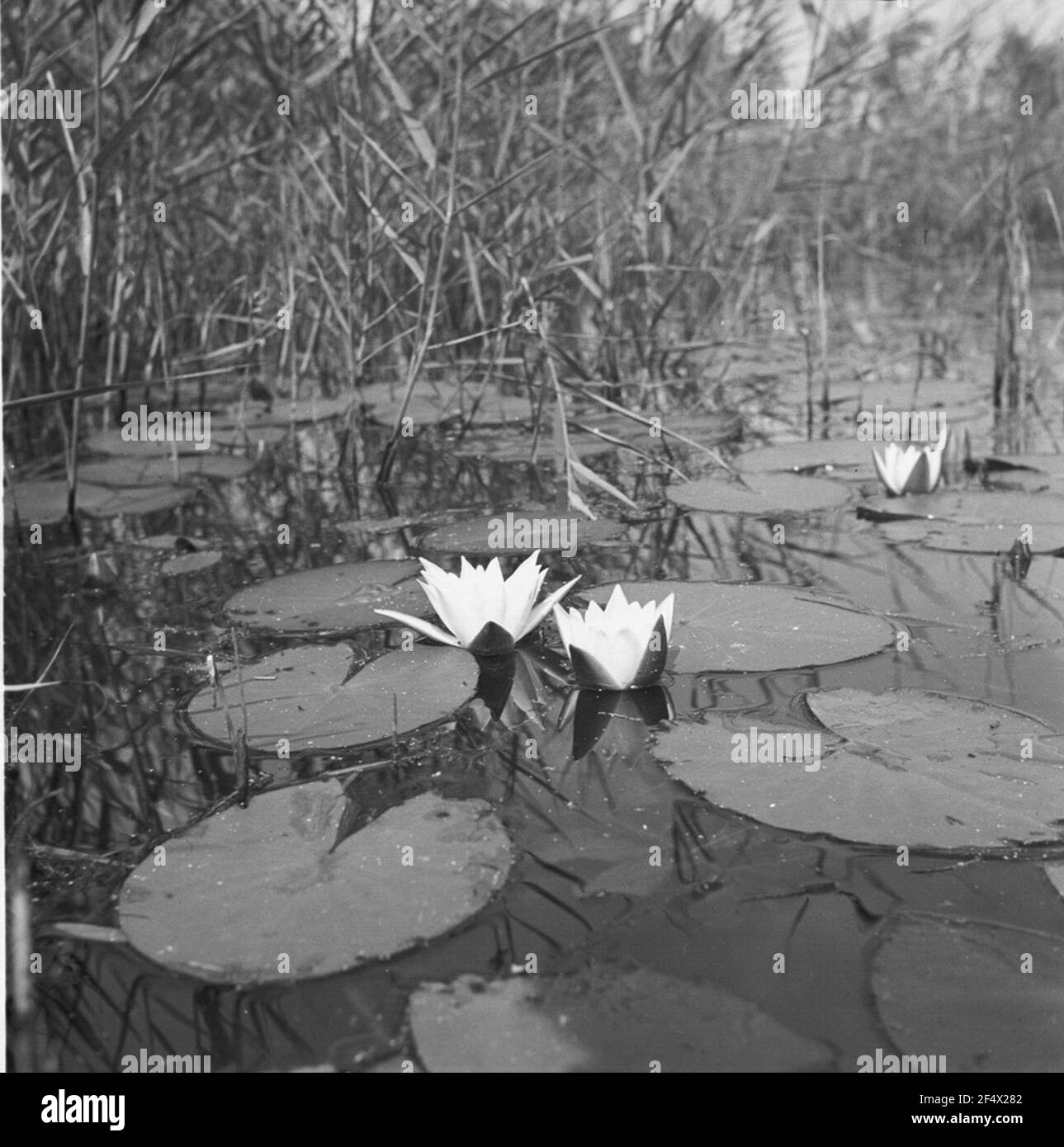 Water lilies white flowers Black and White Stock Photos & Images - Alamy