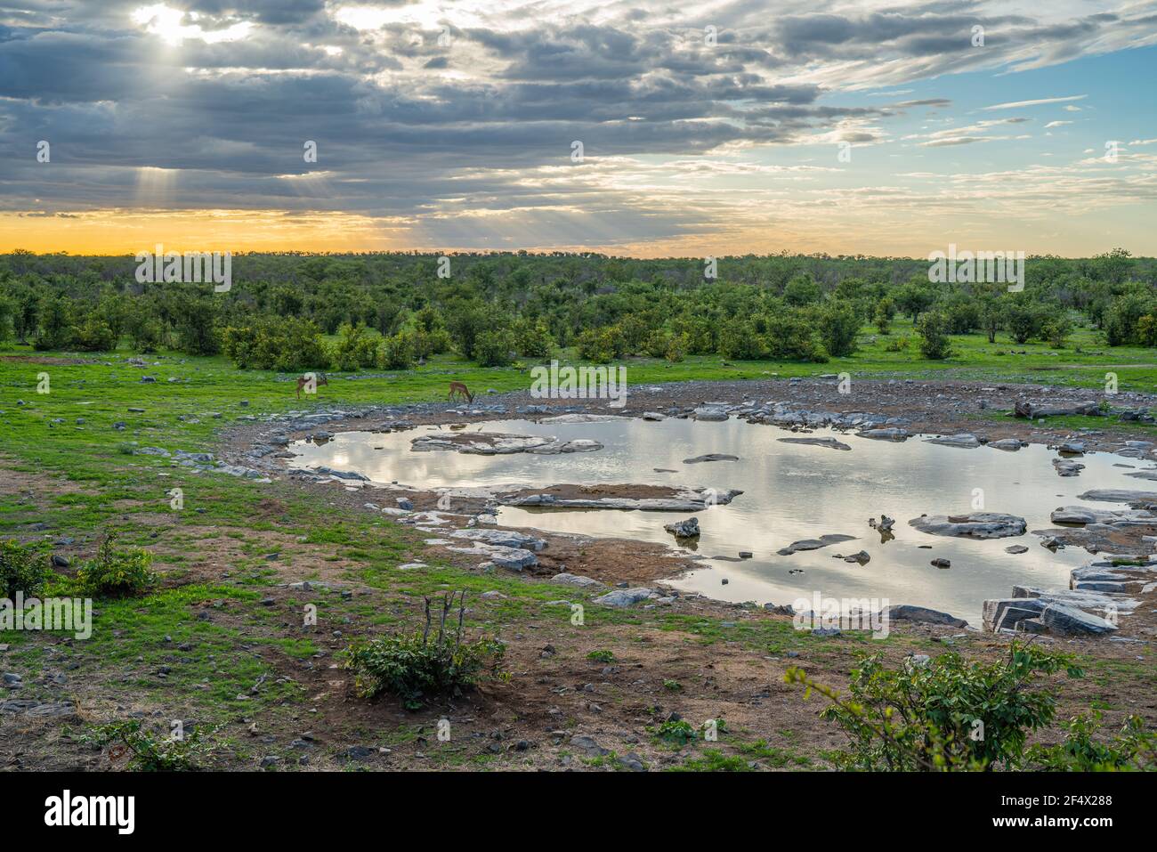 Moringa waterhole Halali camp in Etosha national park at sunset in ...