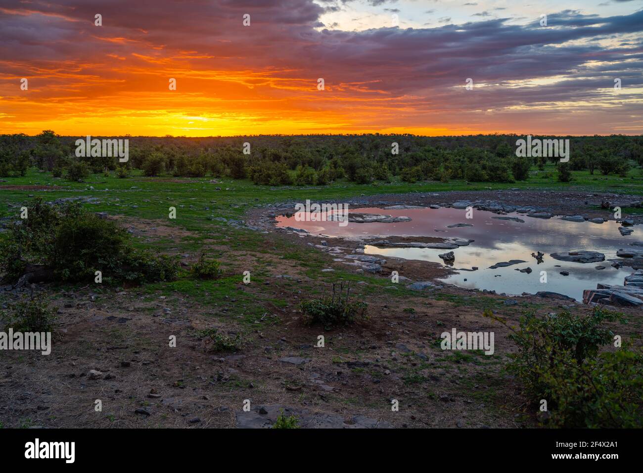 African moringa hi-res stock photography and images - Alamy