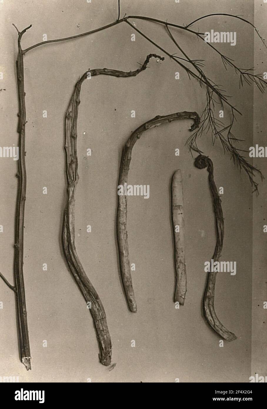 Vegetable parchment, damage by the asparagus fly Stock Photo - Alamy