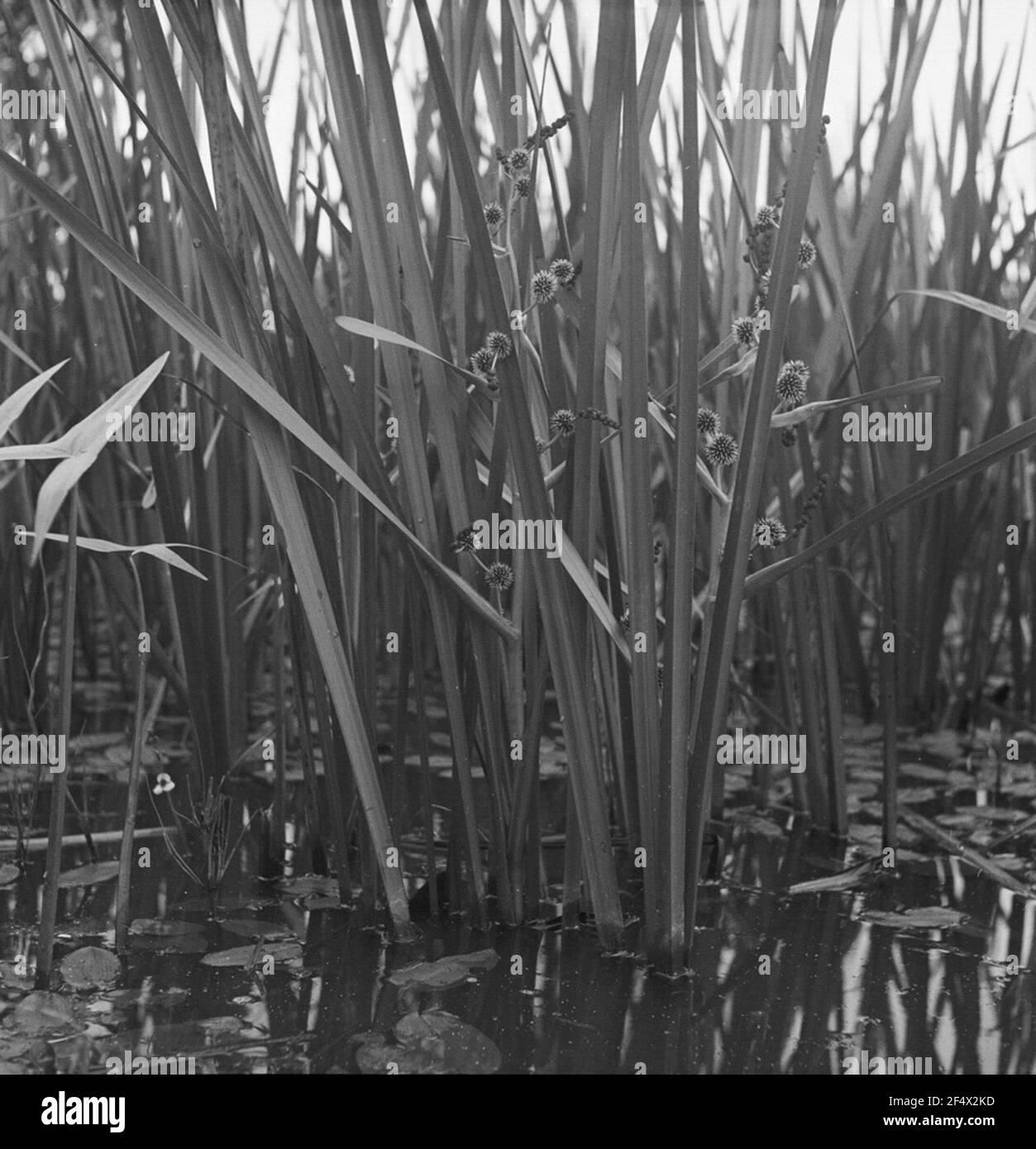 Regional plant varieties Black and White Stock Photos & Images - Alamy