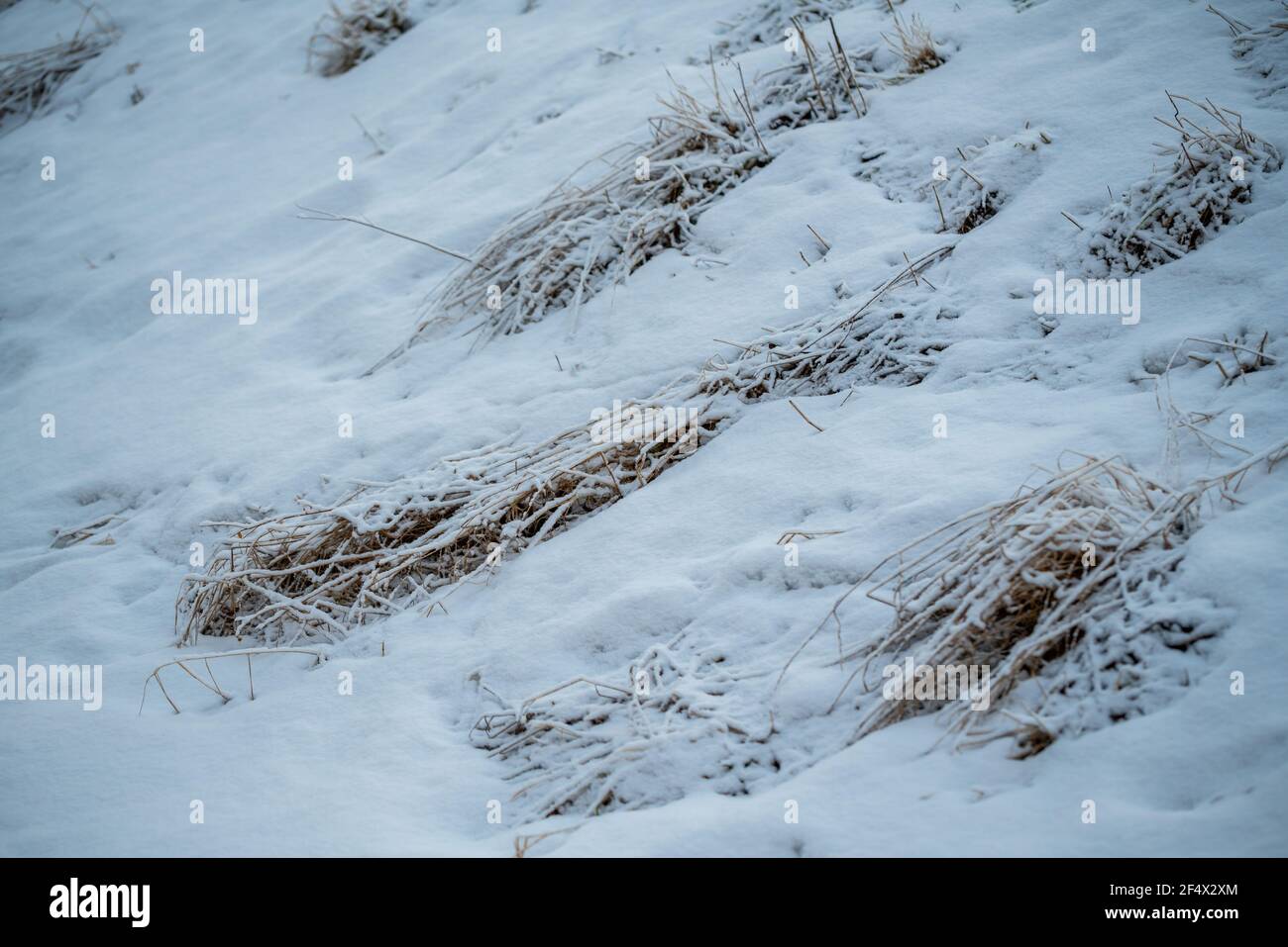 Snow-covered field, field plants in the snow. Winter landscape Stock ...