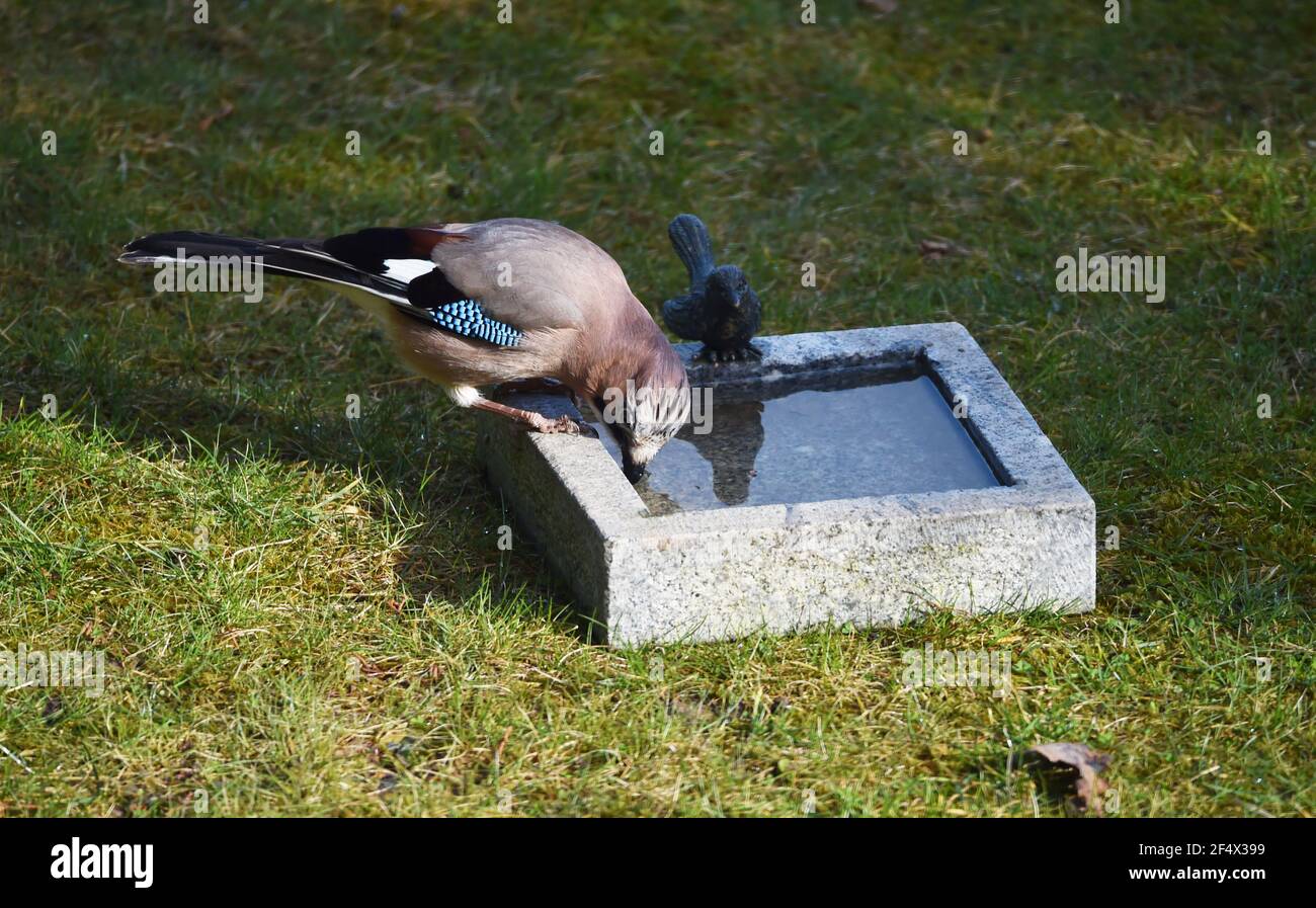 Jay Drinks Water Stock Photo - Alamy