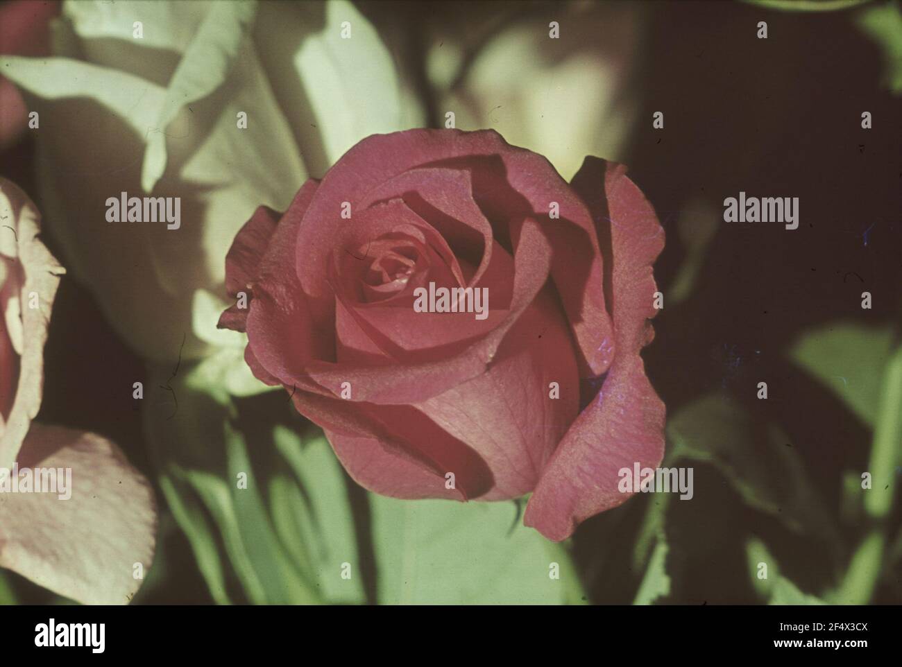 Blossom of a red culture rose Stock Photo - Alamy