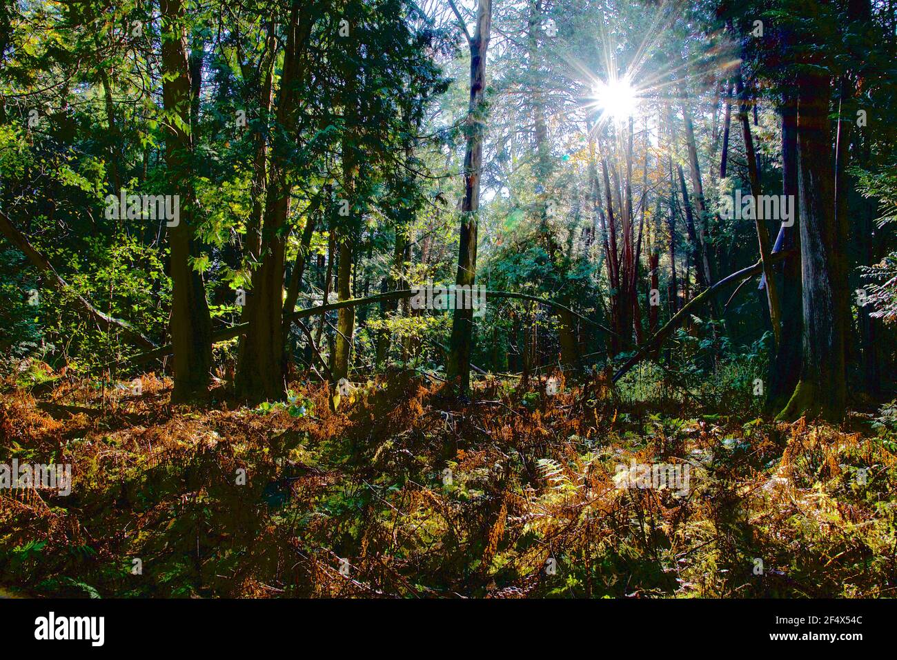 Light beam through the trees in the forest with lens flare Stock Photo ...