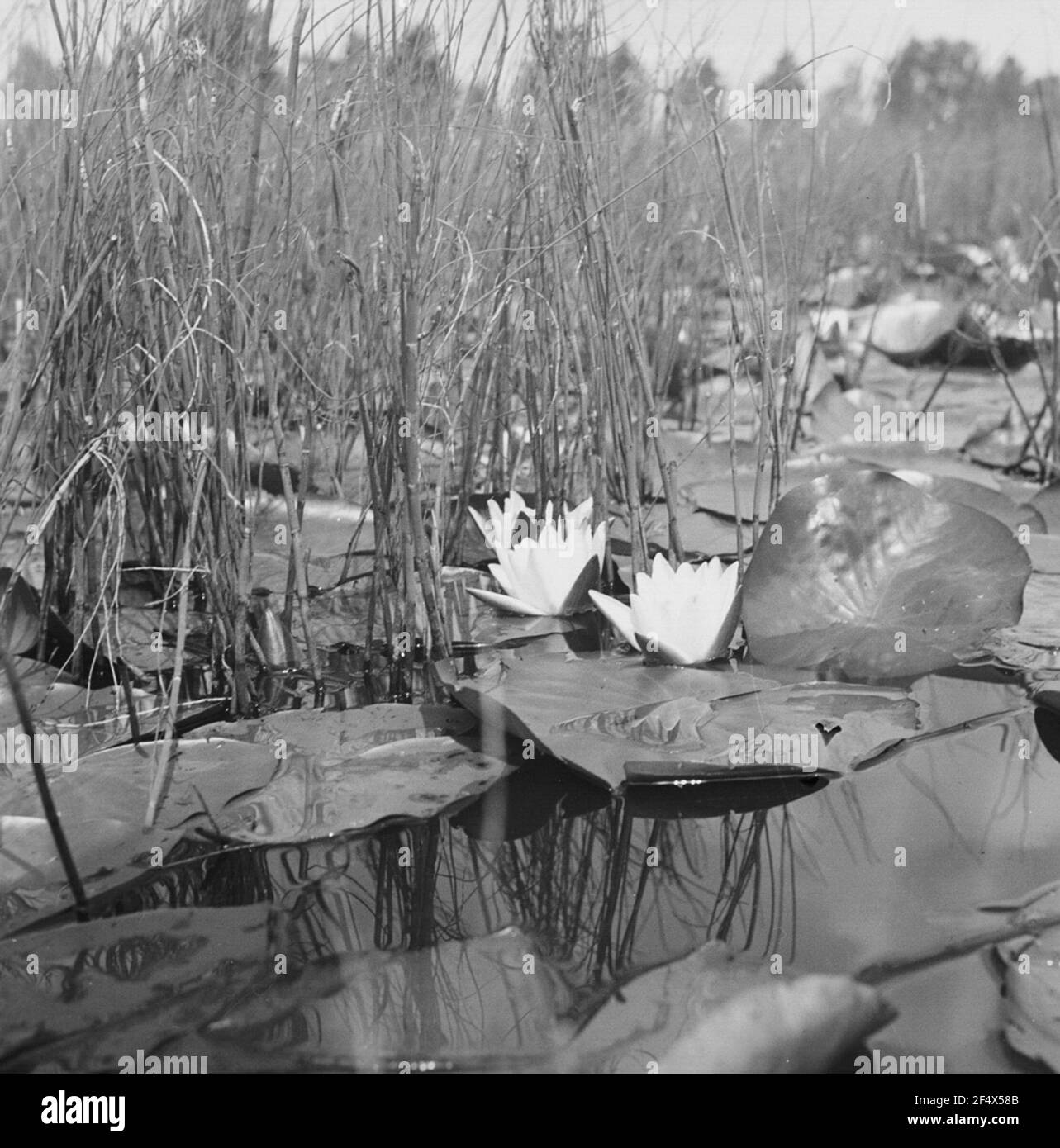 Temperate garden flora Black and White Stock Photos & Images - Alamy