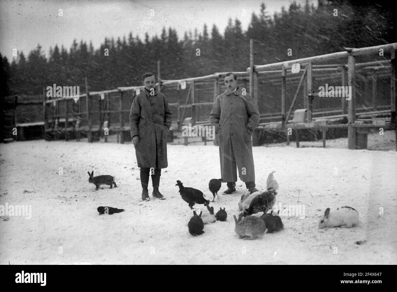 Enclosure of the fox farm Stock Photo - Alamy